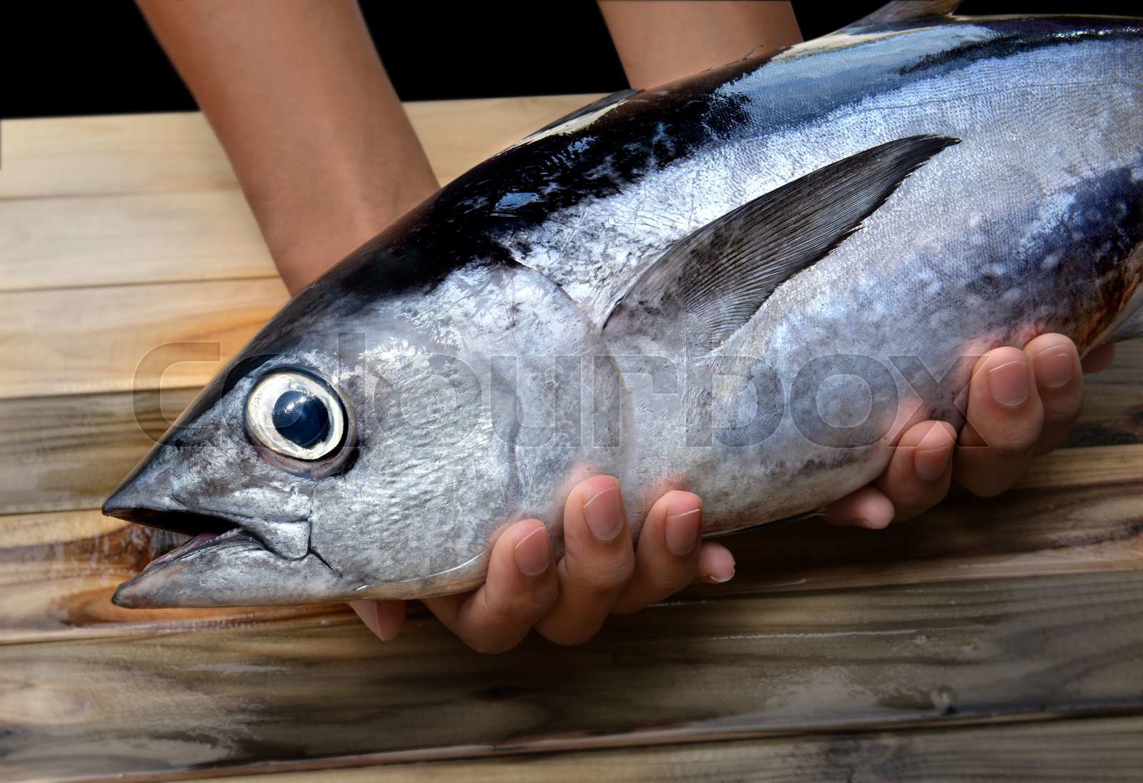 fresh bluefin tuna from market | Stock image | Colourbox