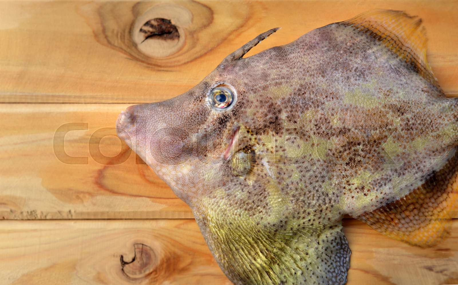 fresh monacanthidae fish | Stock image | Colourbox