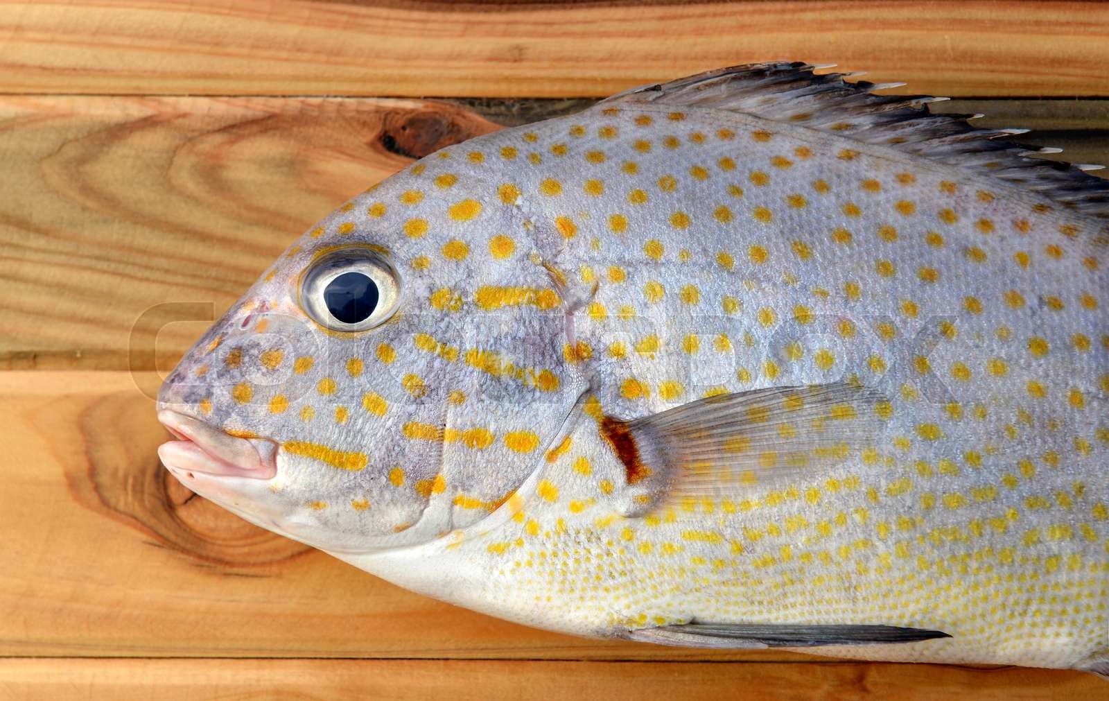 fresh painted sweetlip fish from market | Stock image | Colourbox