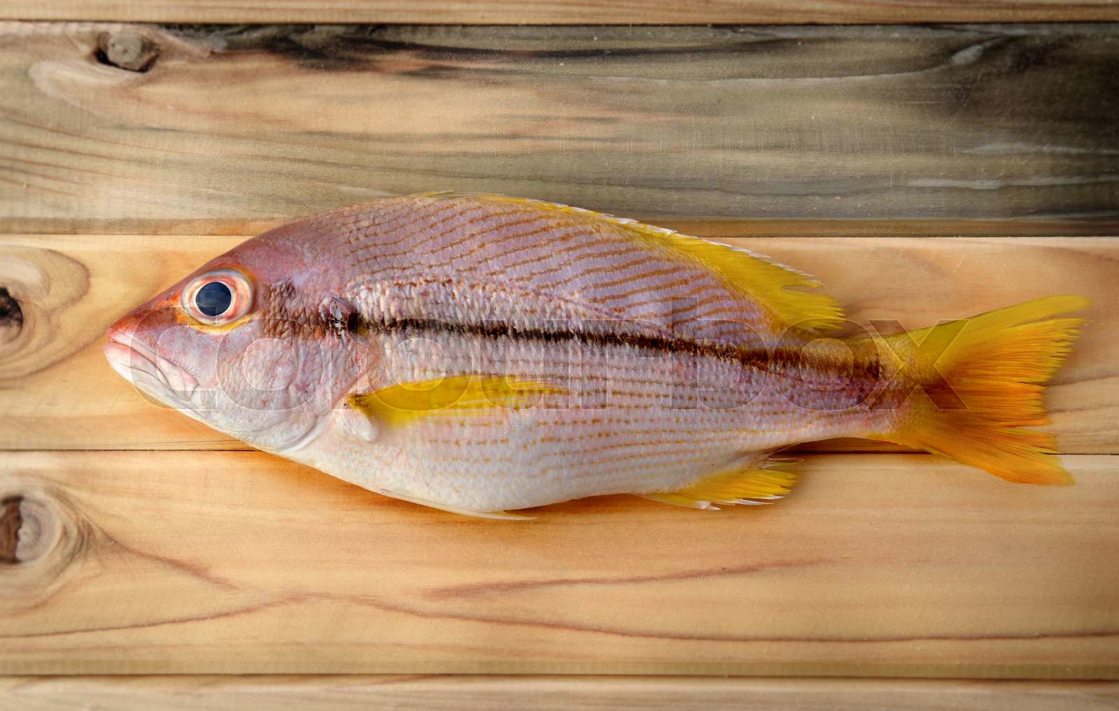 Brownstripe Snapper seafood fish | Stock image | Colourbox