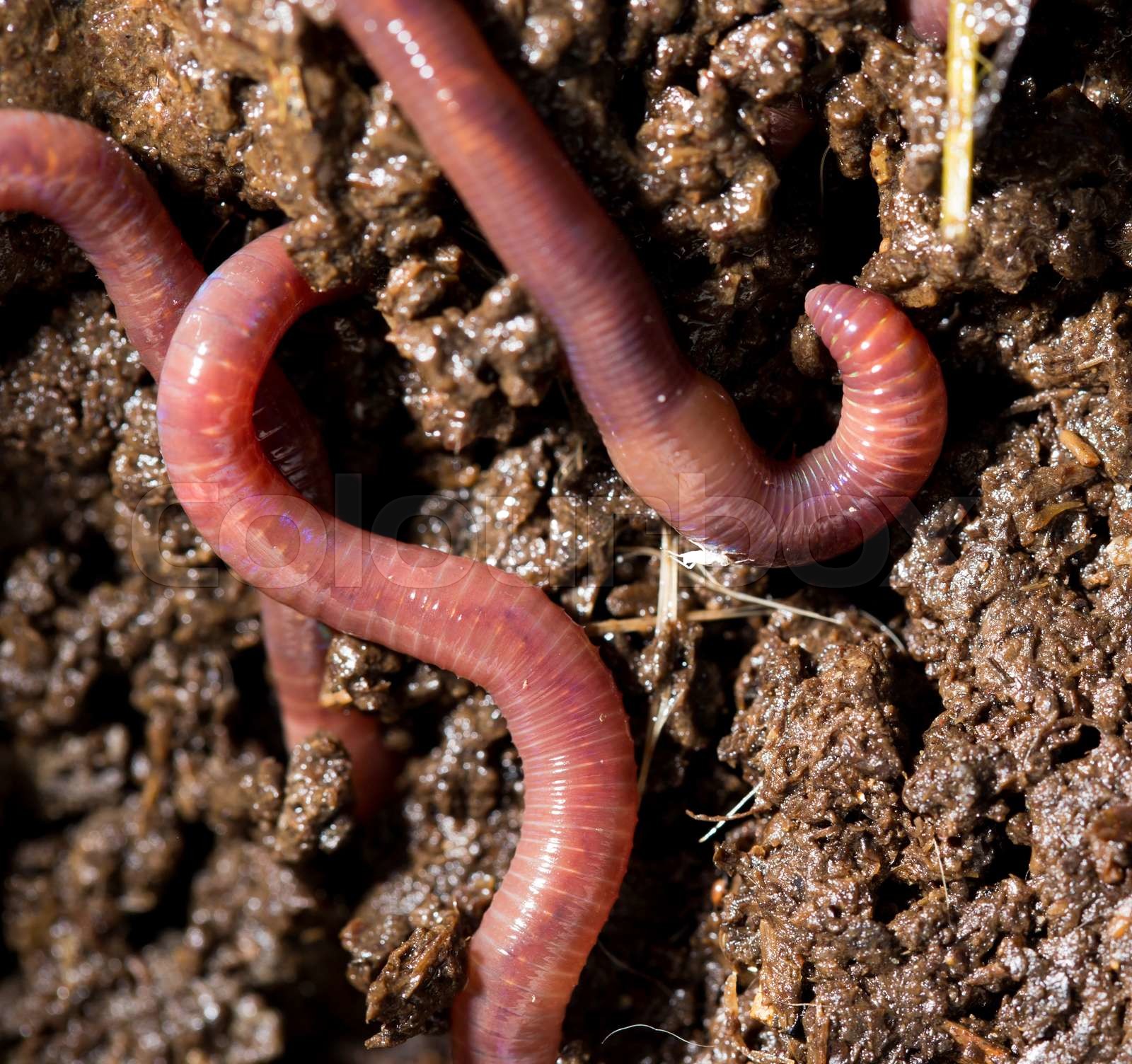 red worms in compost. macro | Stock image | Colourbox