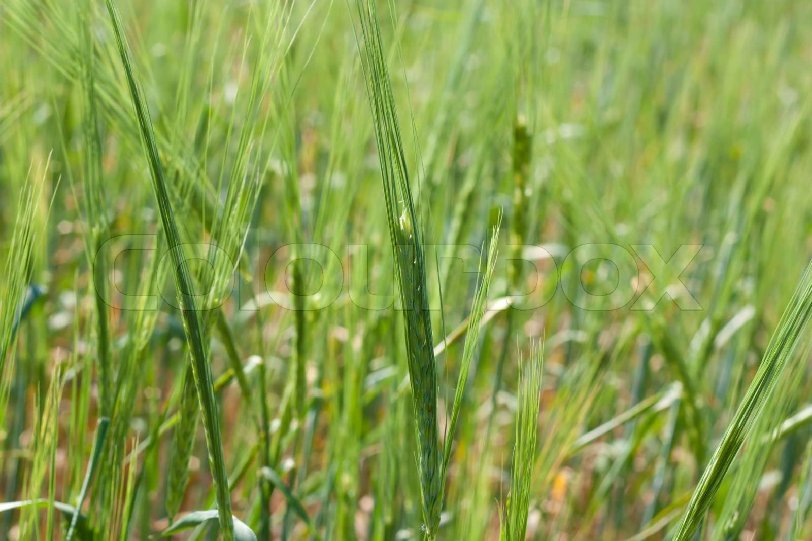 A closeup view of a full head of rye grain growing in a field. | Stock ...