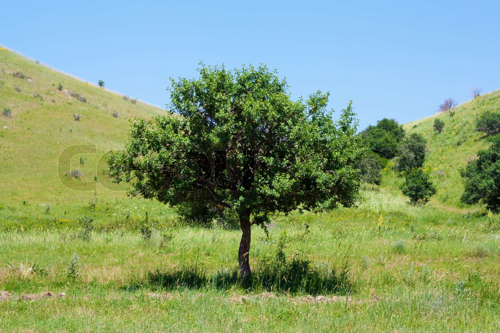 Green tree | Stock image | Colourbox