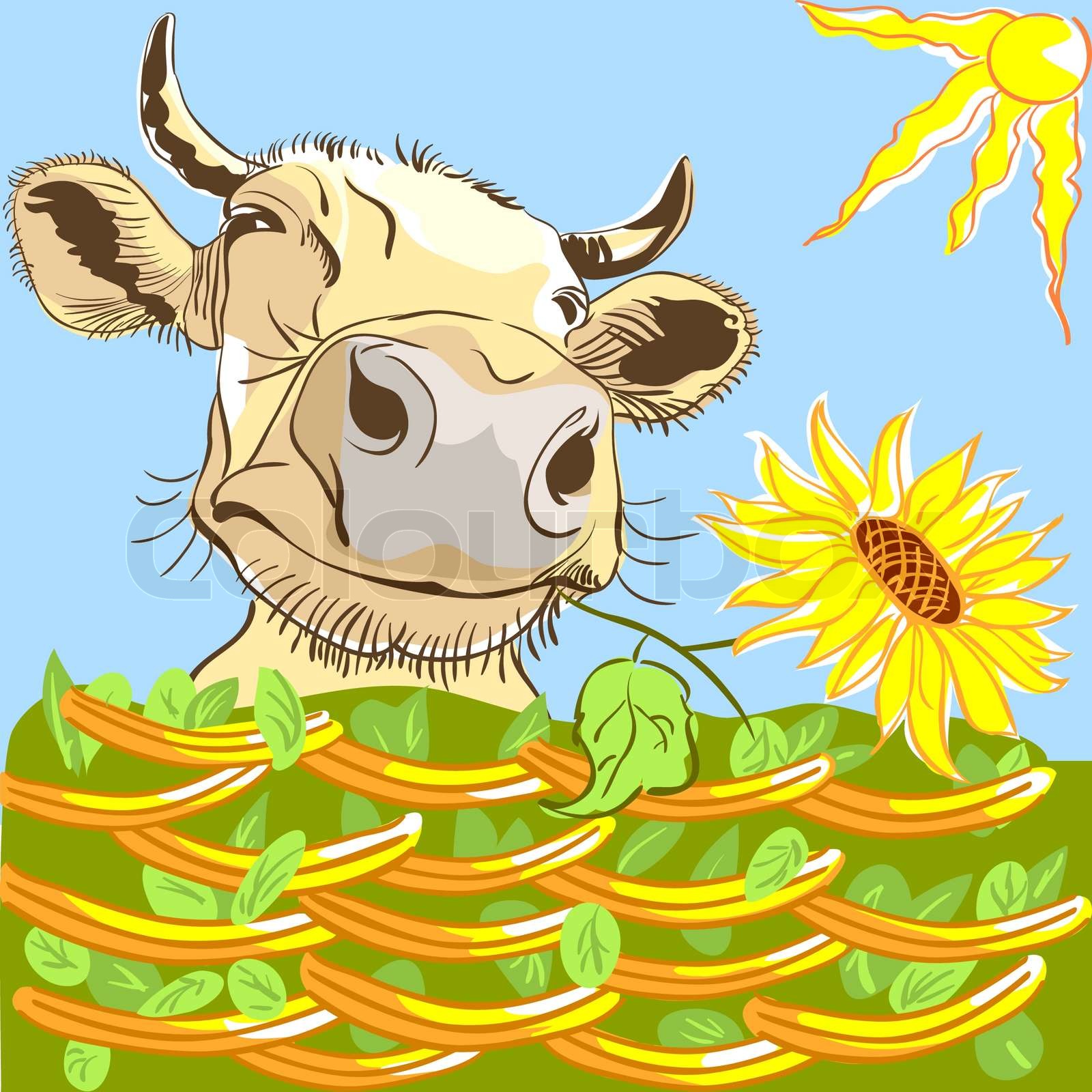 Funny cow peering over fence and chewing sunflower. | Stock vector ...