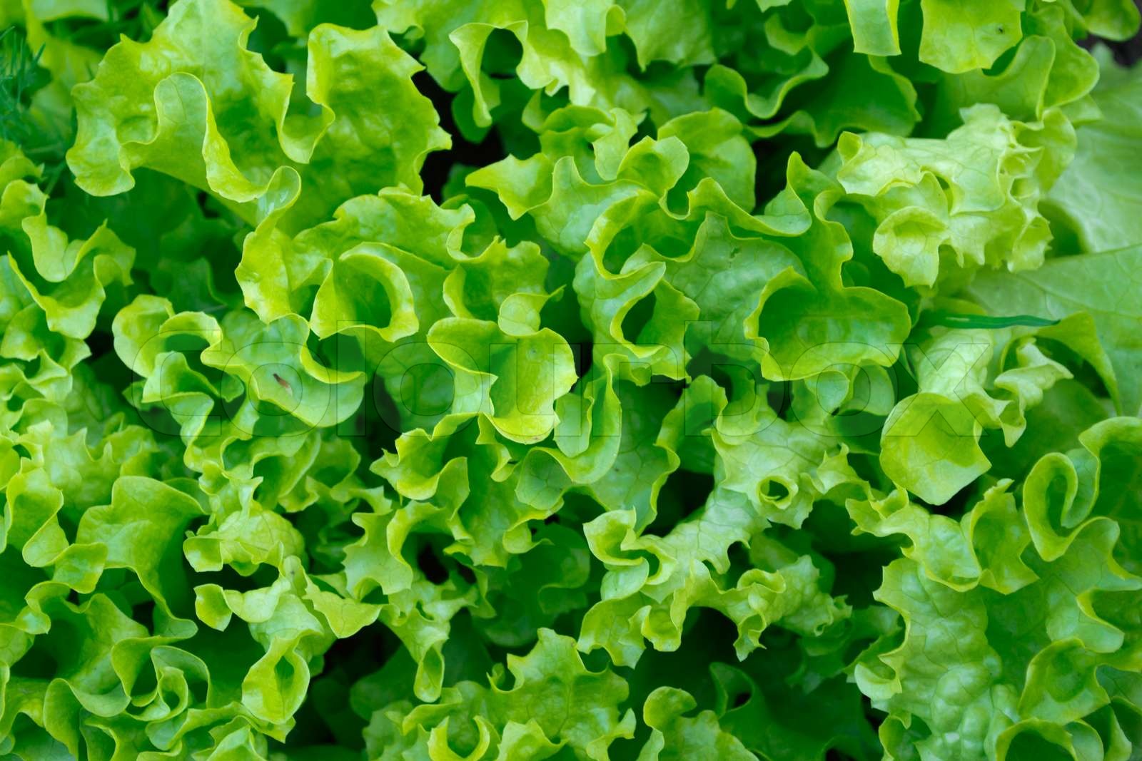 grüner salat | Stock Bild | Colourbox
