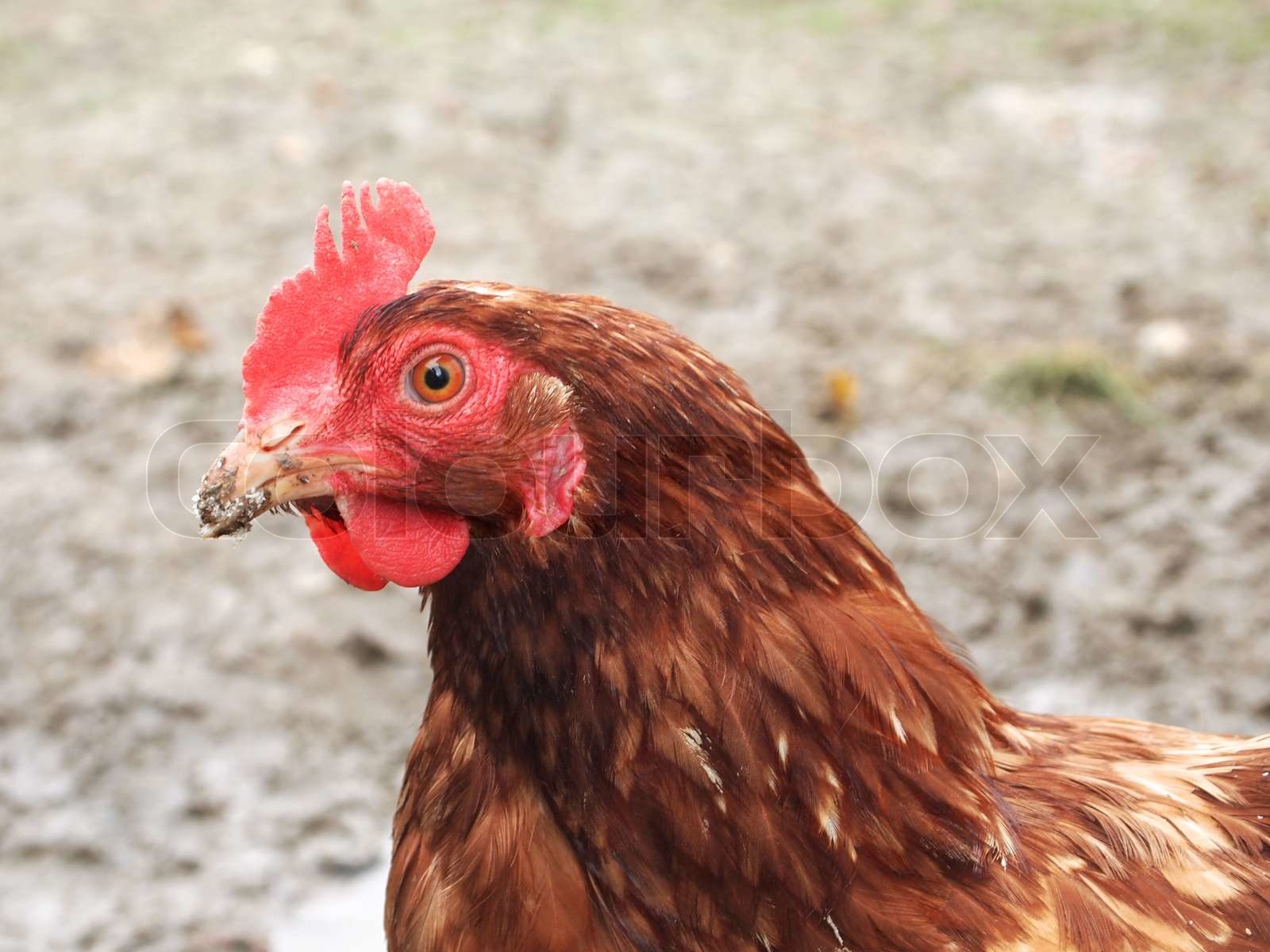 Chicken | Stock image | Colourbox