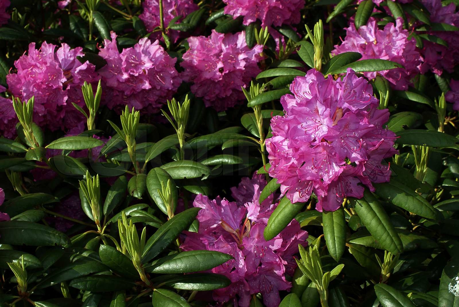 Azalea in bloom. | Stock image | Colourbox