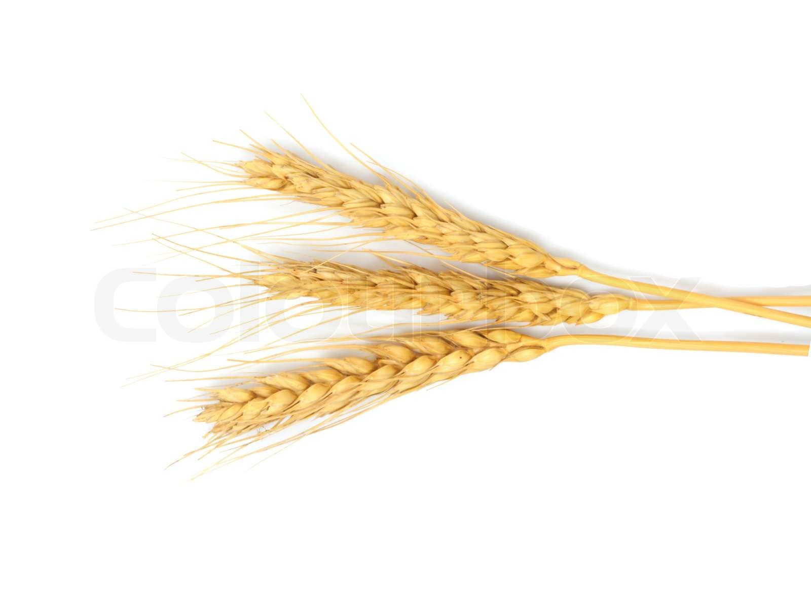 Garbe von getrockneten Ähren isoliert auf weiß | Stock Bild | Colourbox
