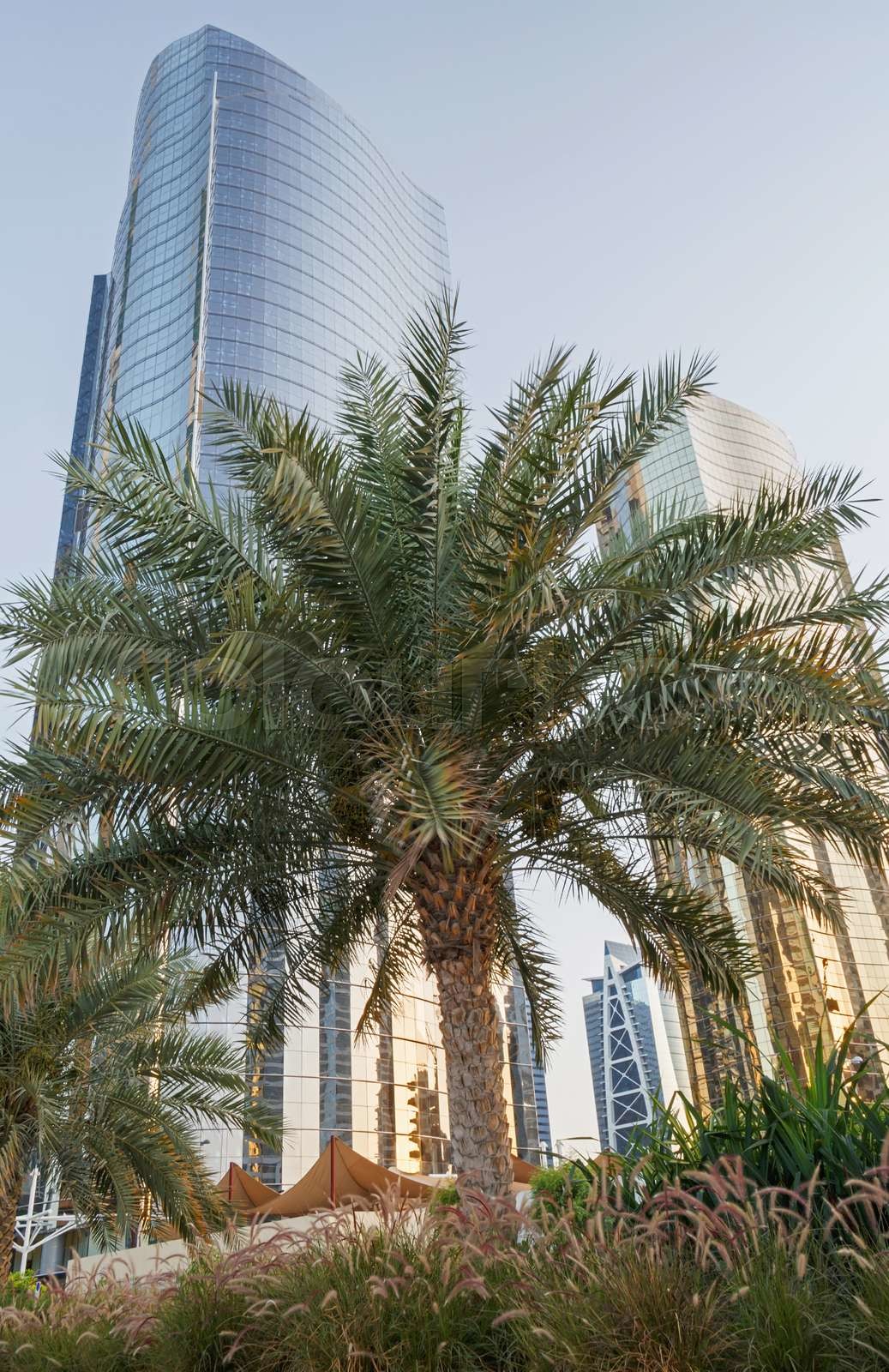 palm tree in front of skyscrapers in Dubai | Stock image | Colourbox