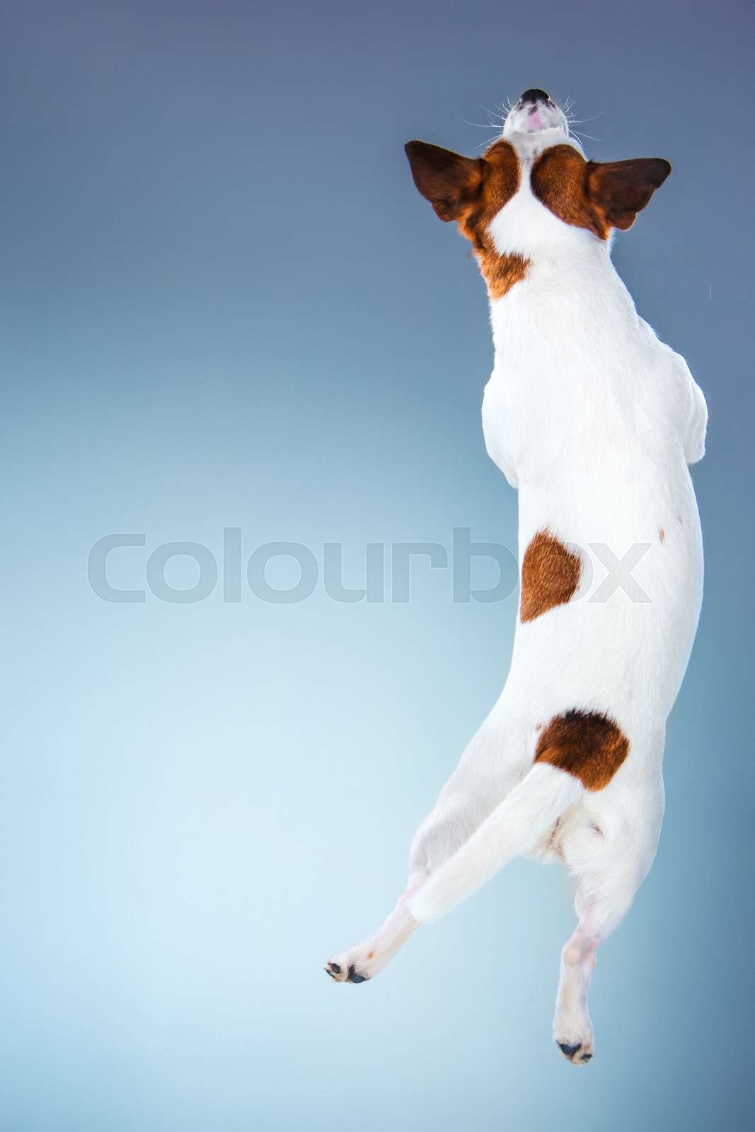 Small Jack Russell Terrier jumping high | Stock image | Colourbox