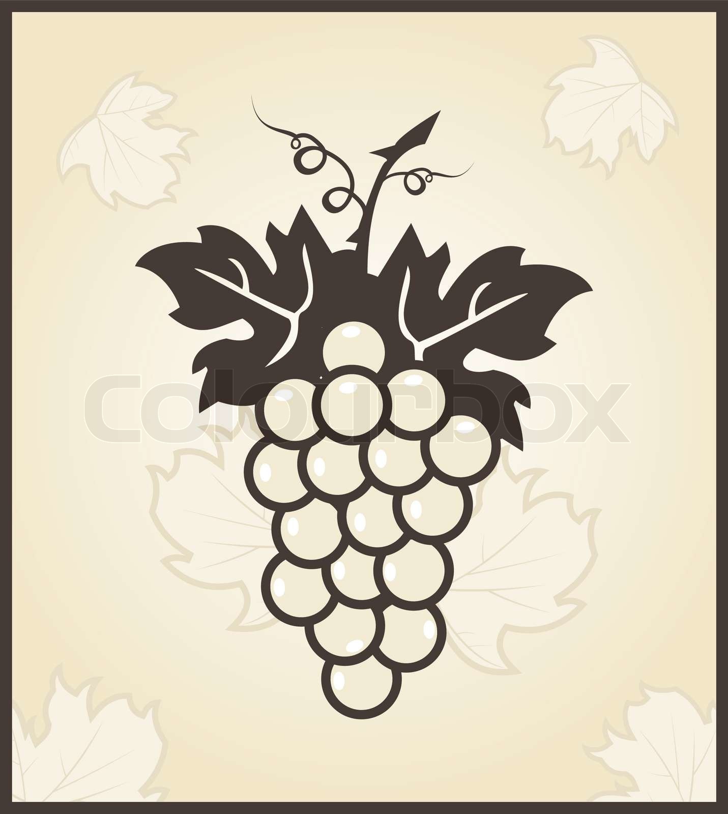 Illustration retro Gravur der Weinrebe - vector | Stock-Vektor | Colourbox