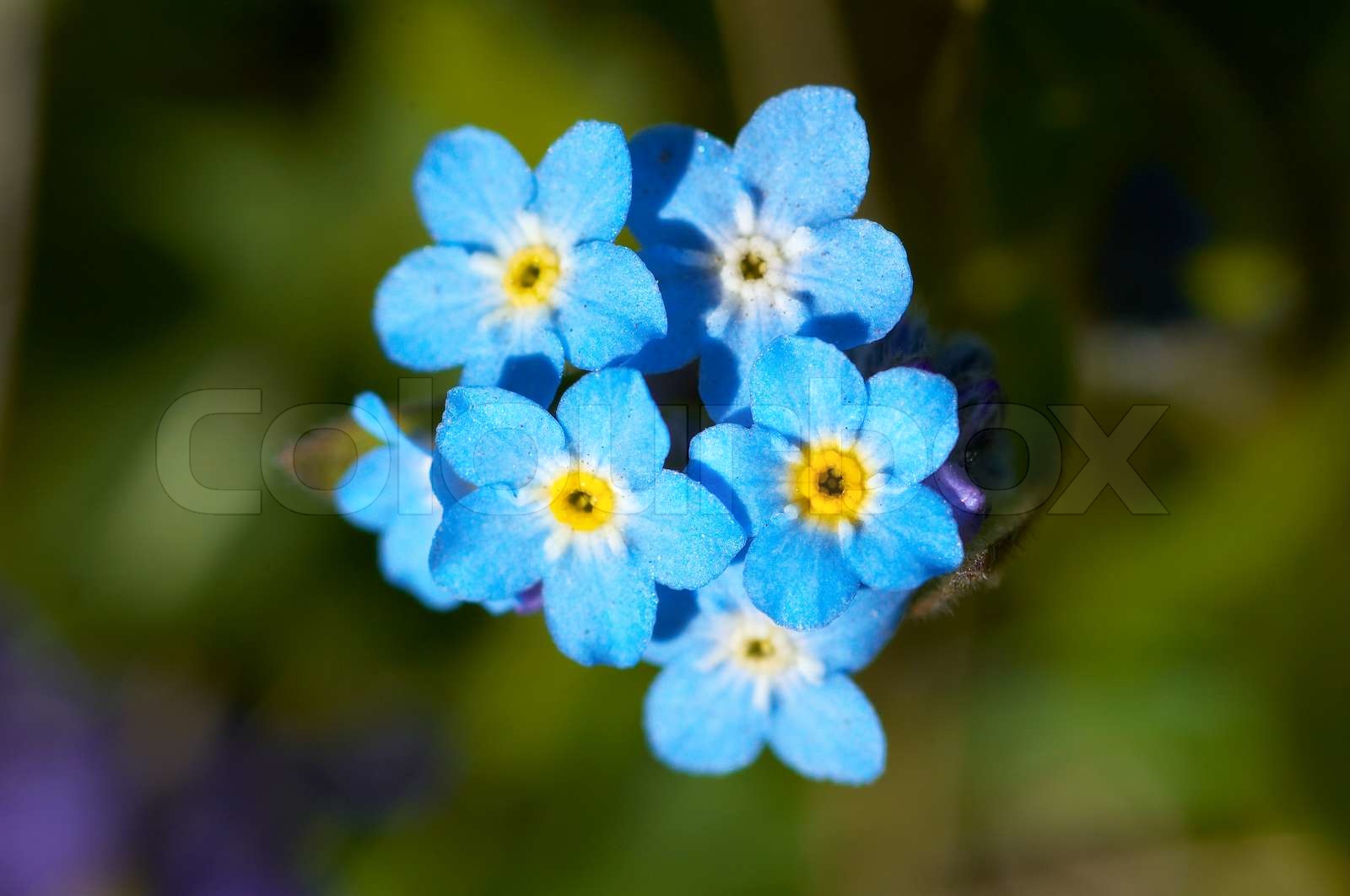 Azure flower | Stock image | Colourbox