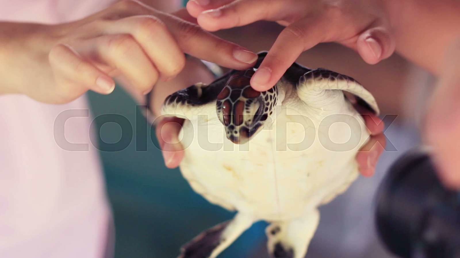 People touching head of sea turtle | Stock video | Colourbox