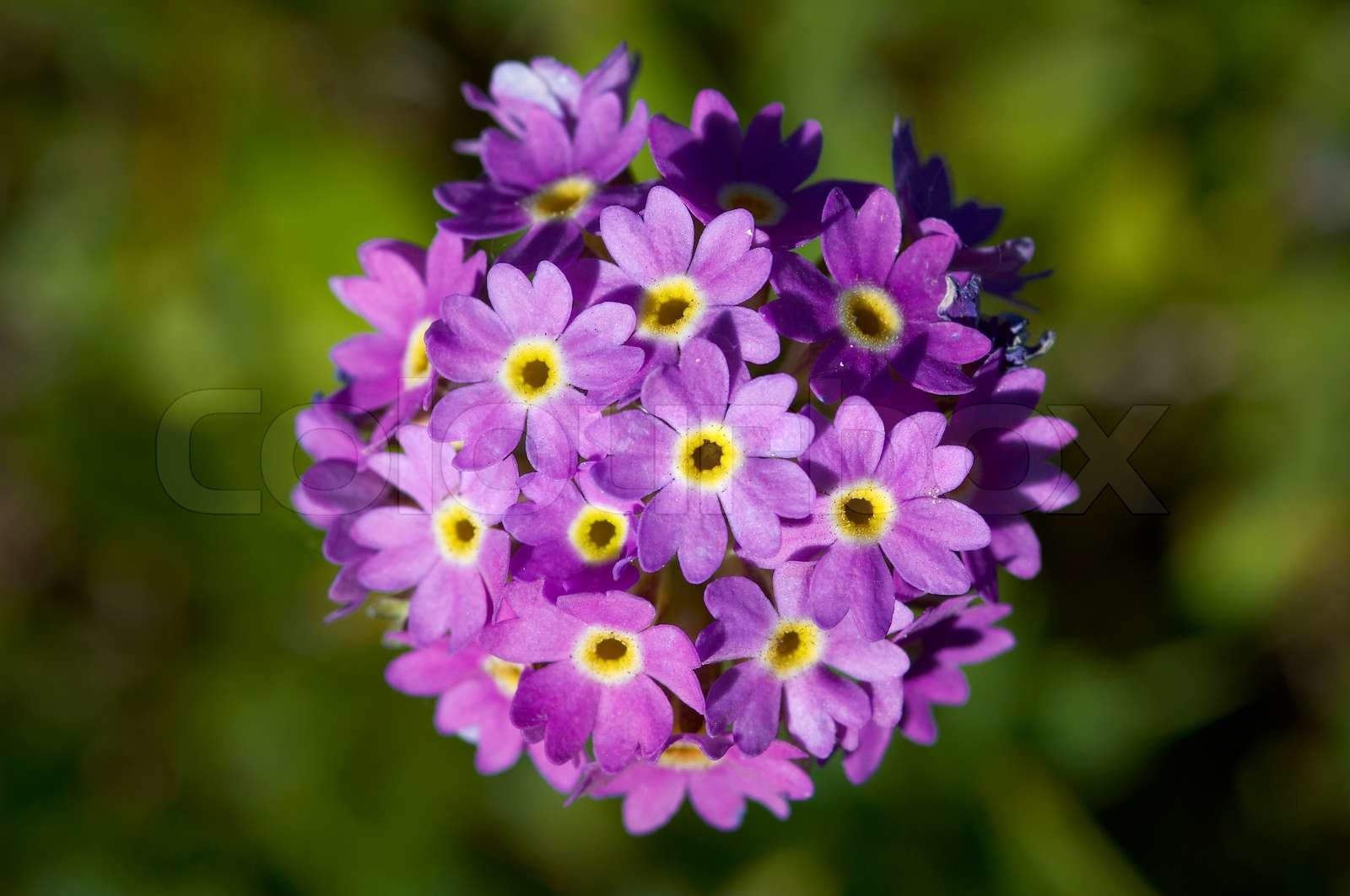 viele kleine violette Blumen | Stock Bild | Colourbox