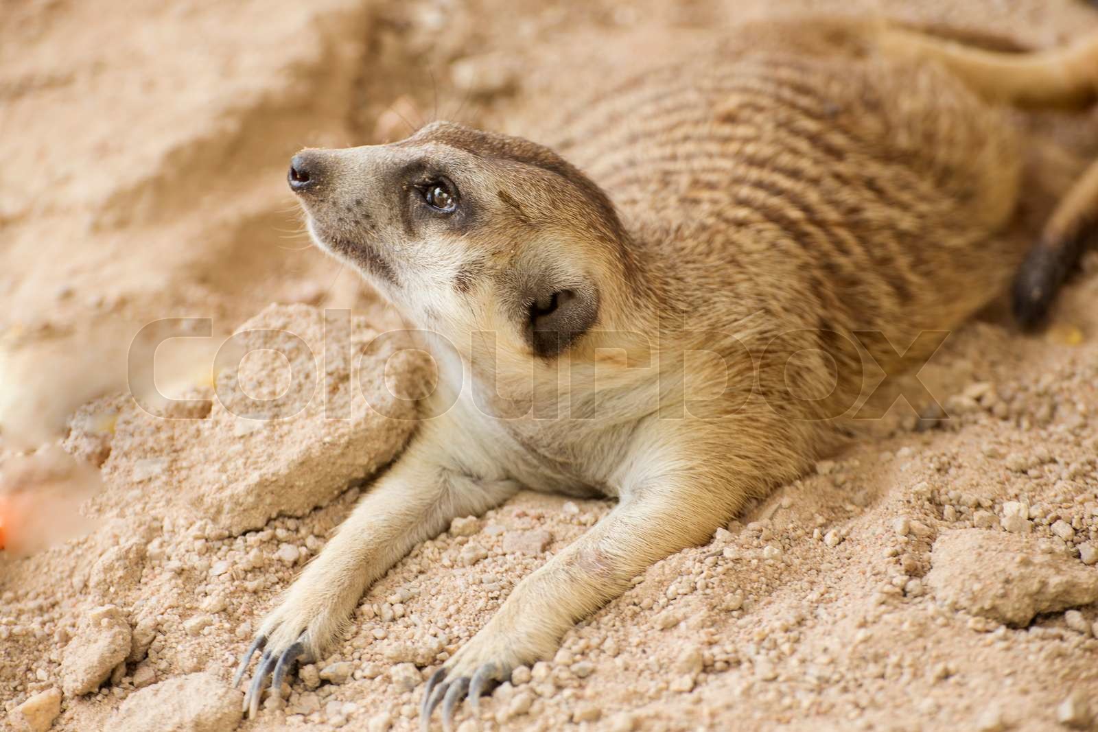Meerkat sleep on the ground | Stock image | Colourbox