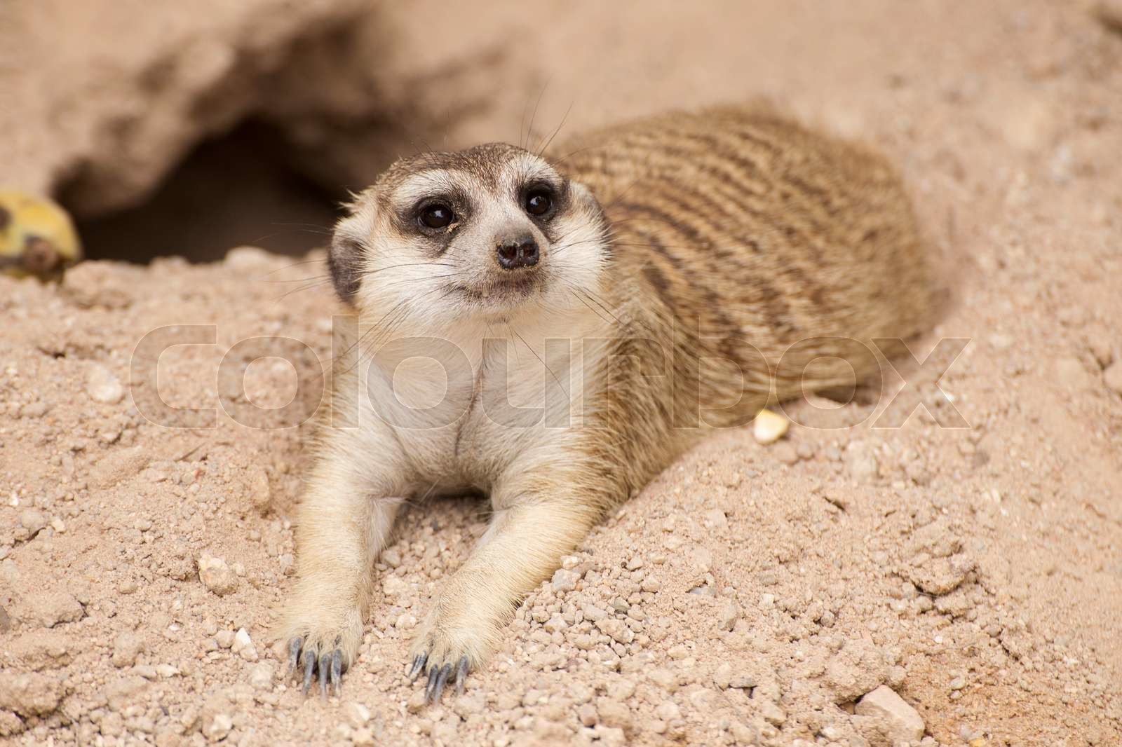 Meerkat sleep on the ground | Stock image | Colourbox
