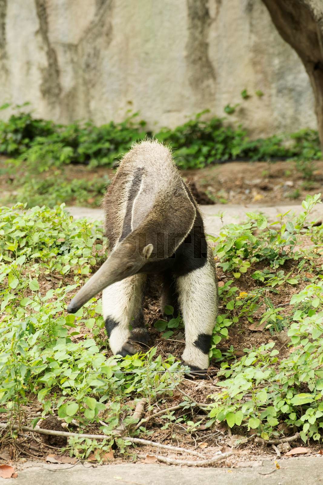 giant ant eater | Stock image | Colourbox