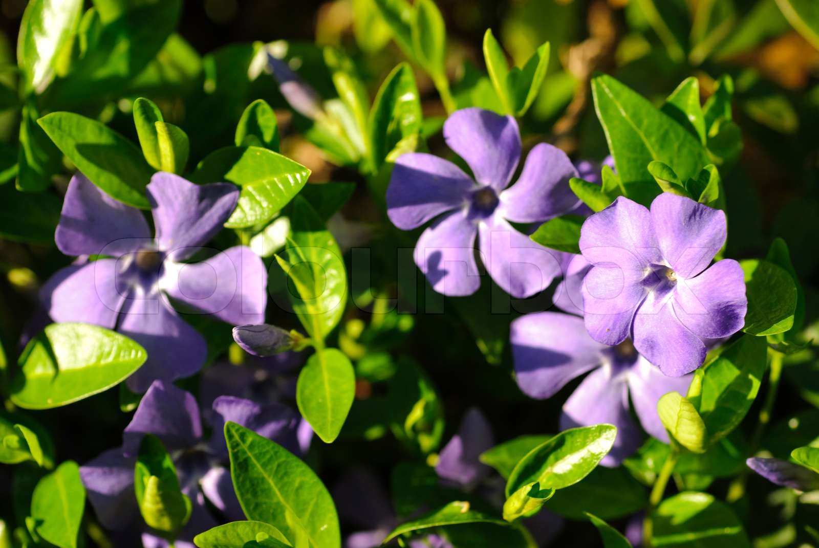 periwinkle in rockery with sunlight in evening | Stock image | Colourbox