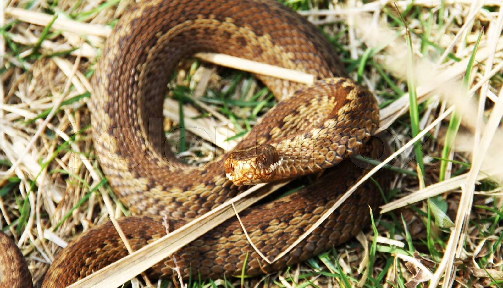 Hugorm i Rebild Bakker | Stock foto | Colourbox