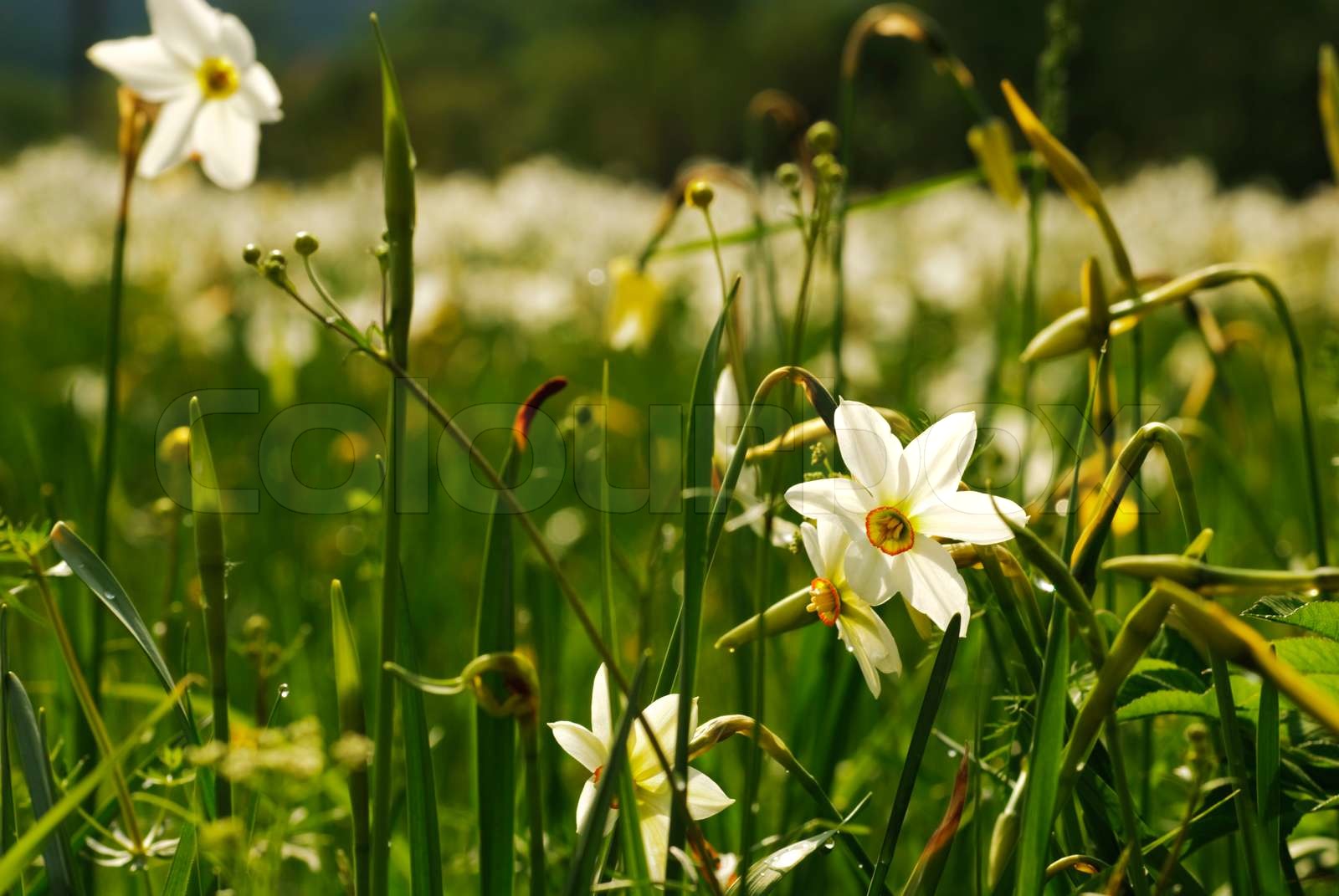 National park of wild narcissies - Narcissus Valley. Famous Narcissus ...