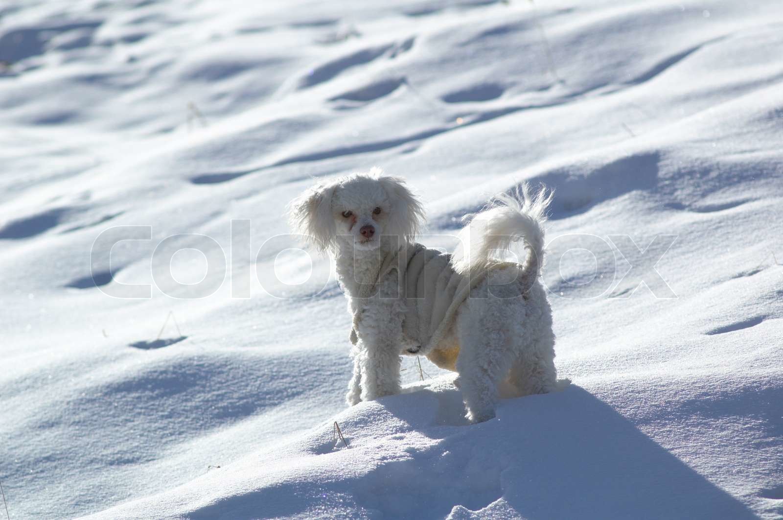 Do Poodles Get Cold In Winter