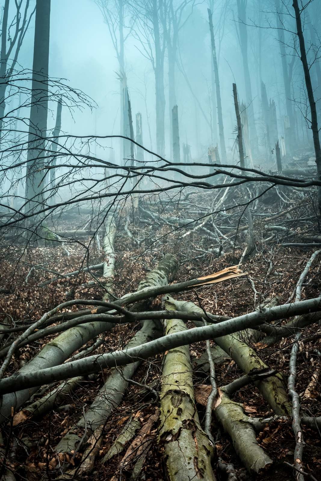 fallen by storm trees in forest | Stock image | Colourbox