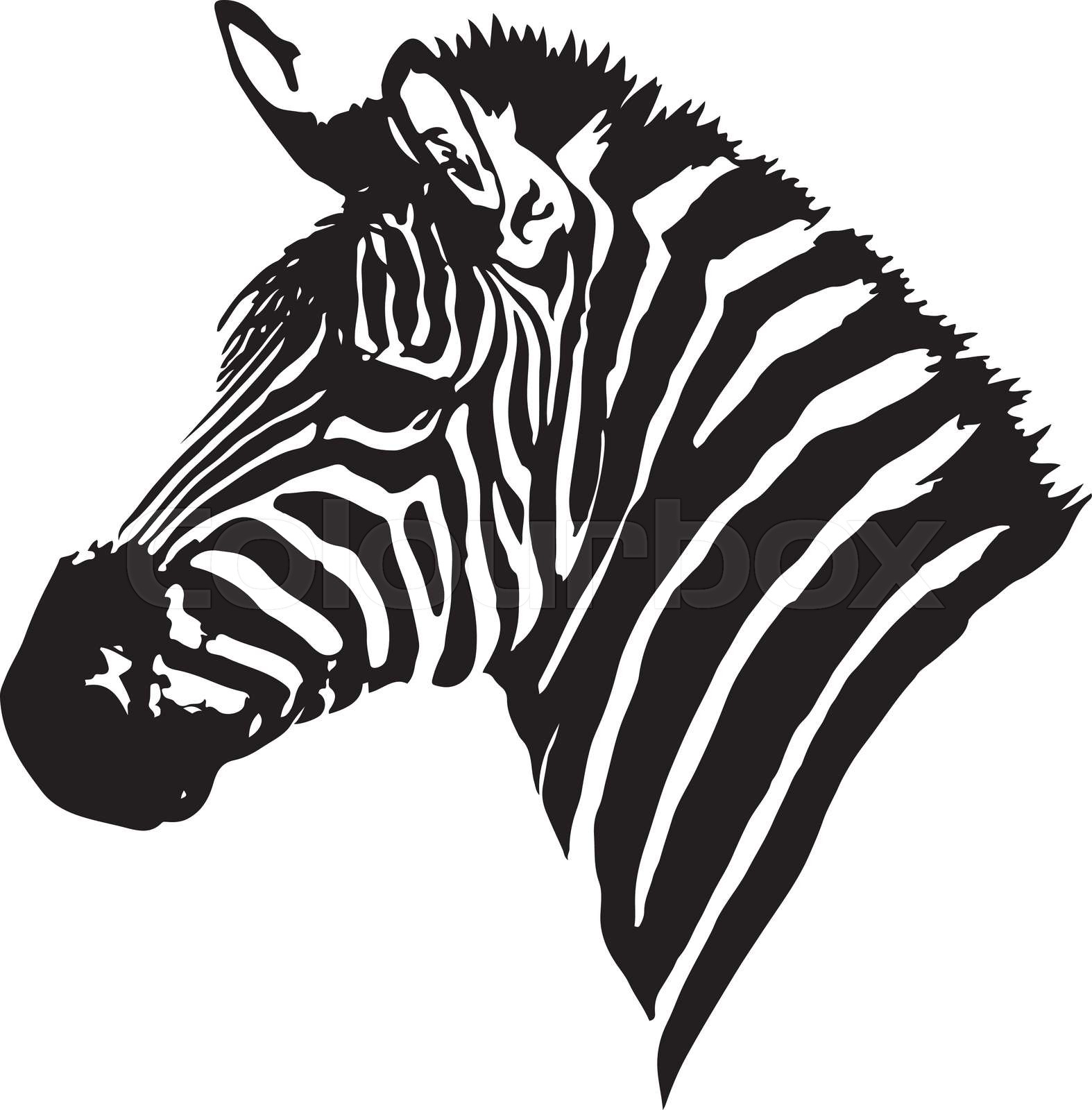 Zebra Head Stock Vector Colourbox