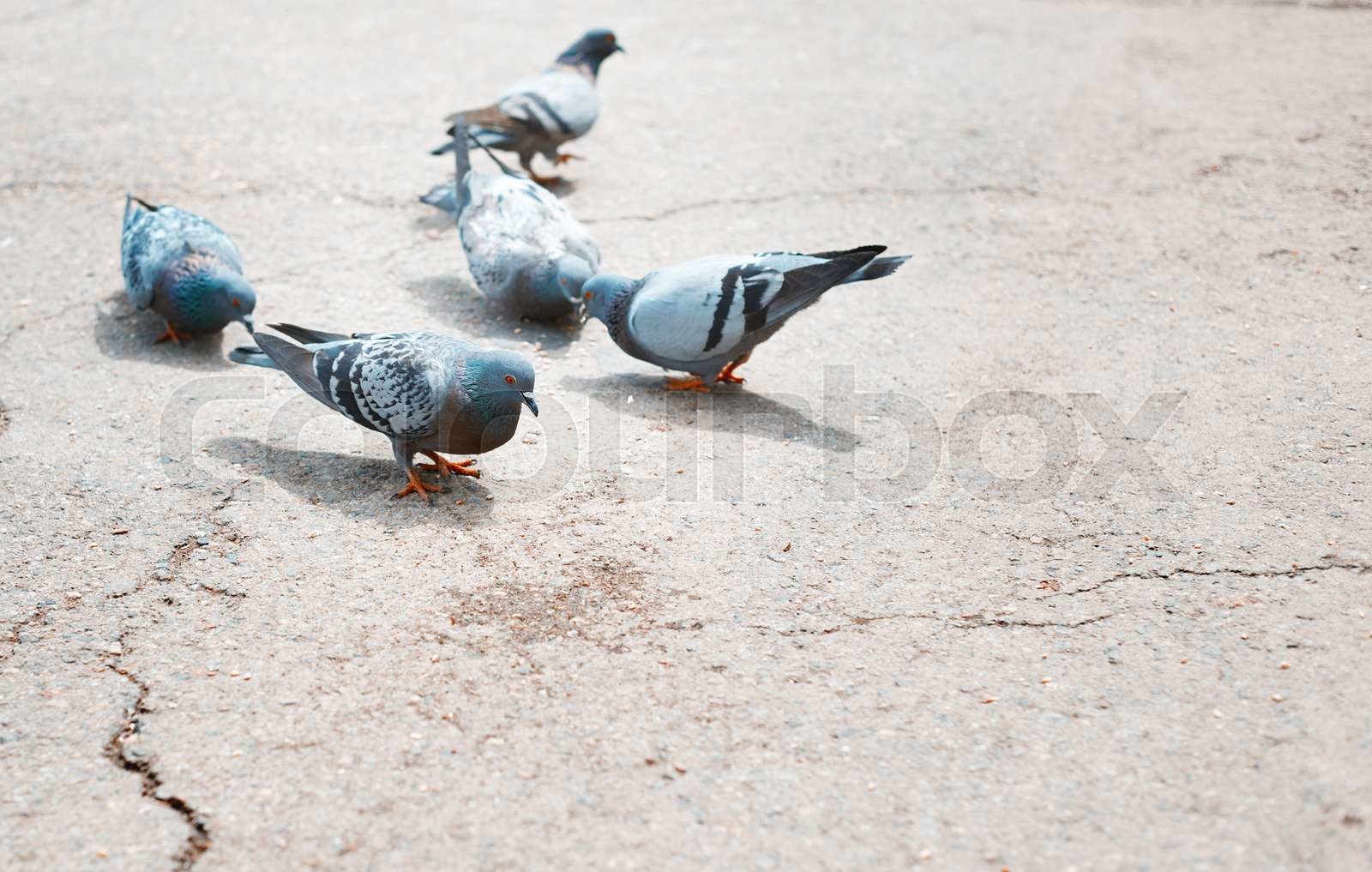 Pigeons on a London street | Stock image | Colourbox