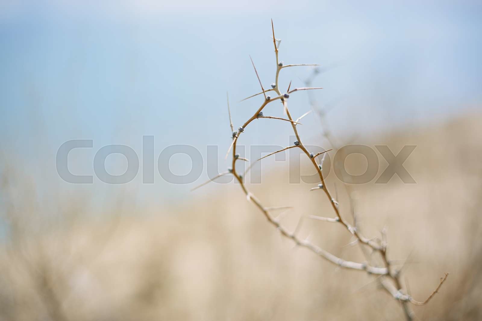 Dried burr in desert | Stock image | Colourbox
