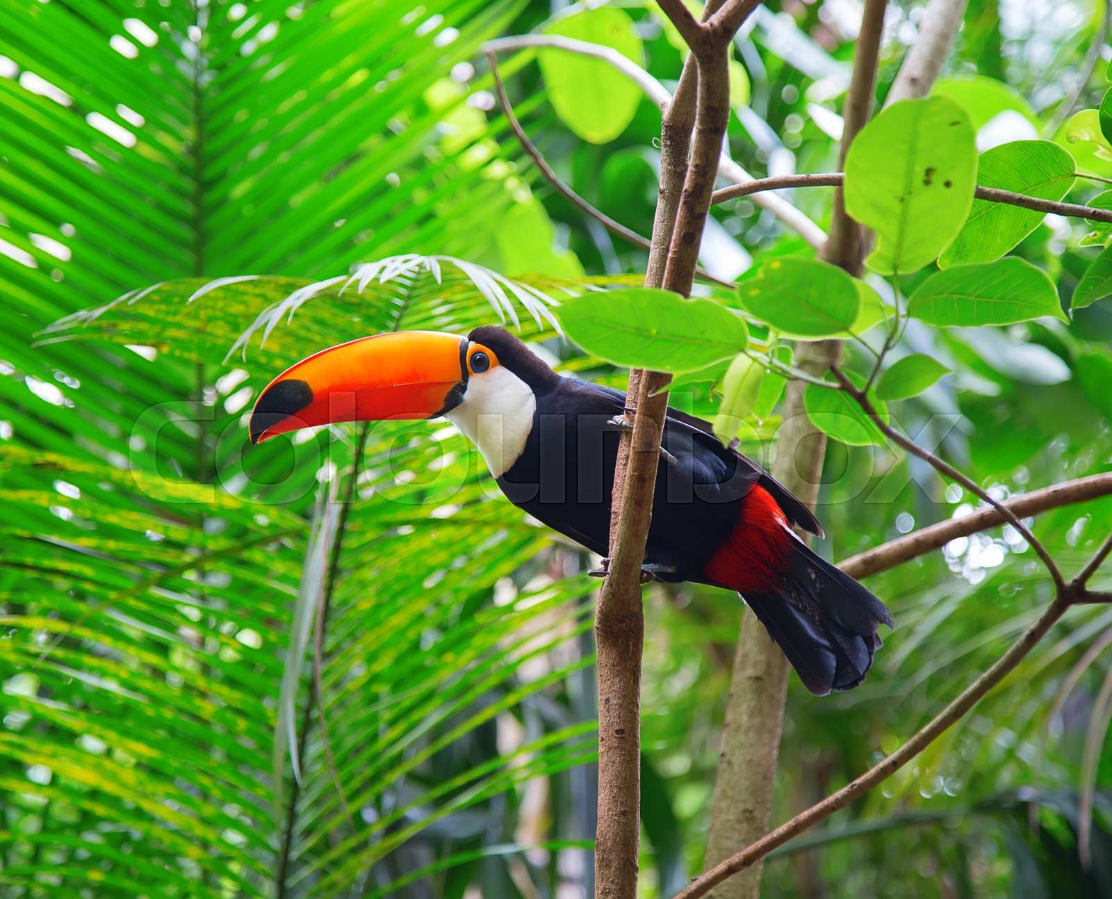 Colorful tucan | Stock image | Colourbox