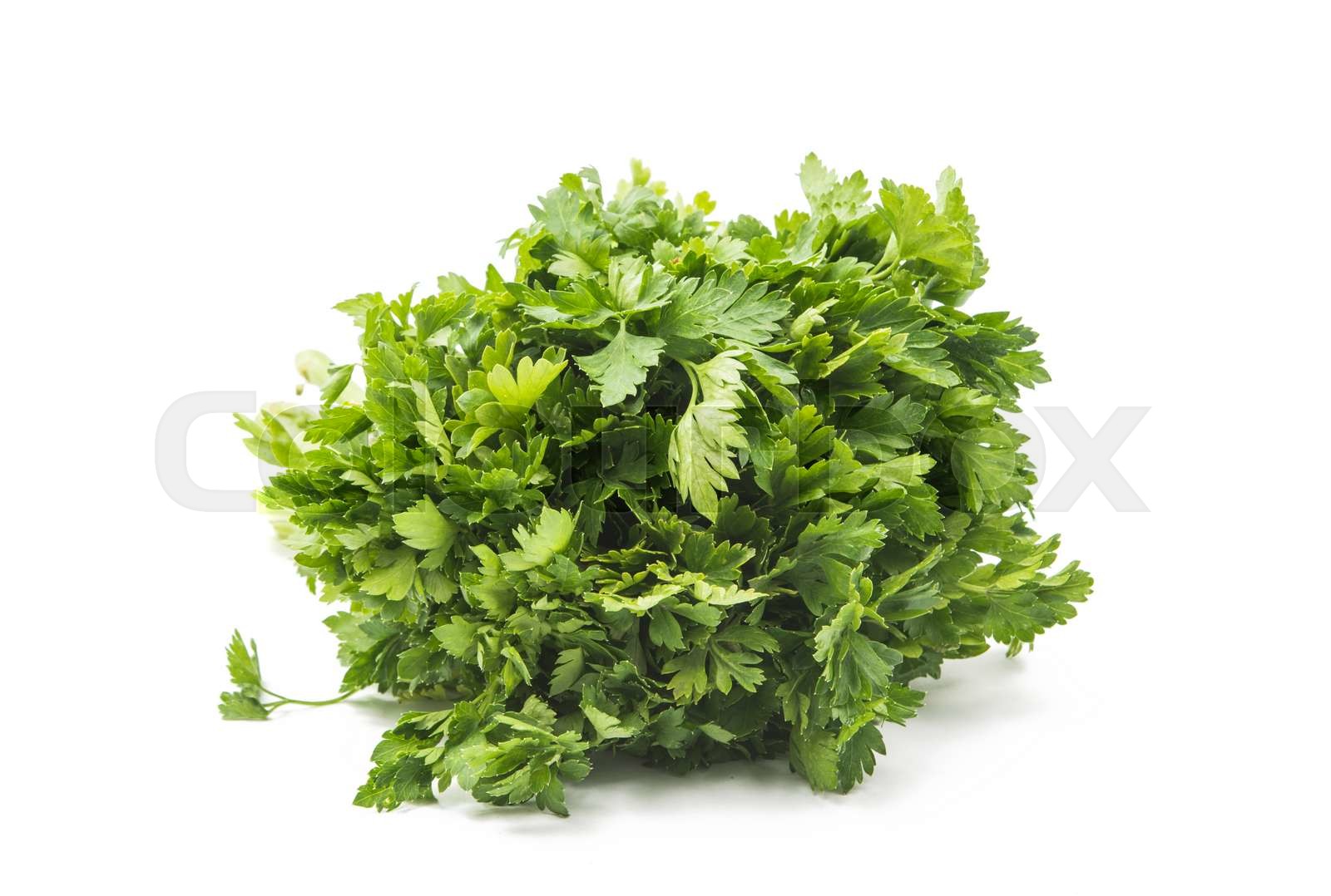 bunch of parsley isolated | Stock image | Colourbox