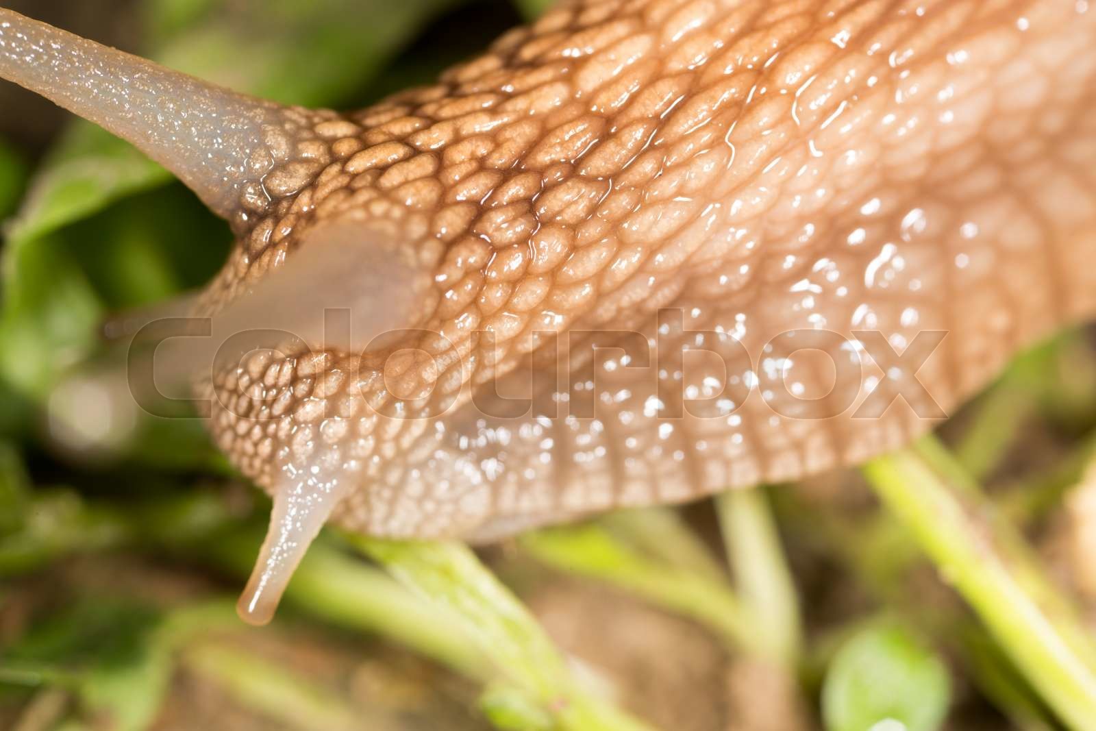 detail of a snail in nature. super macro | Stock image | Colourbox