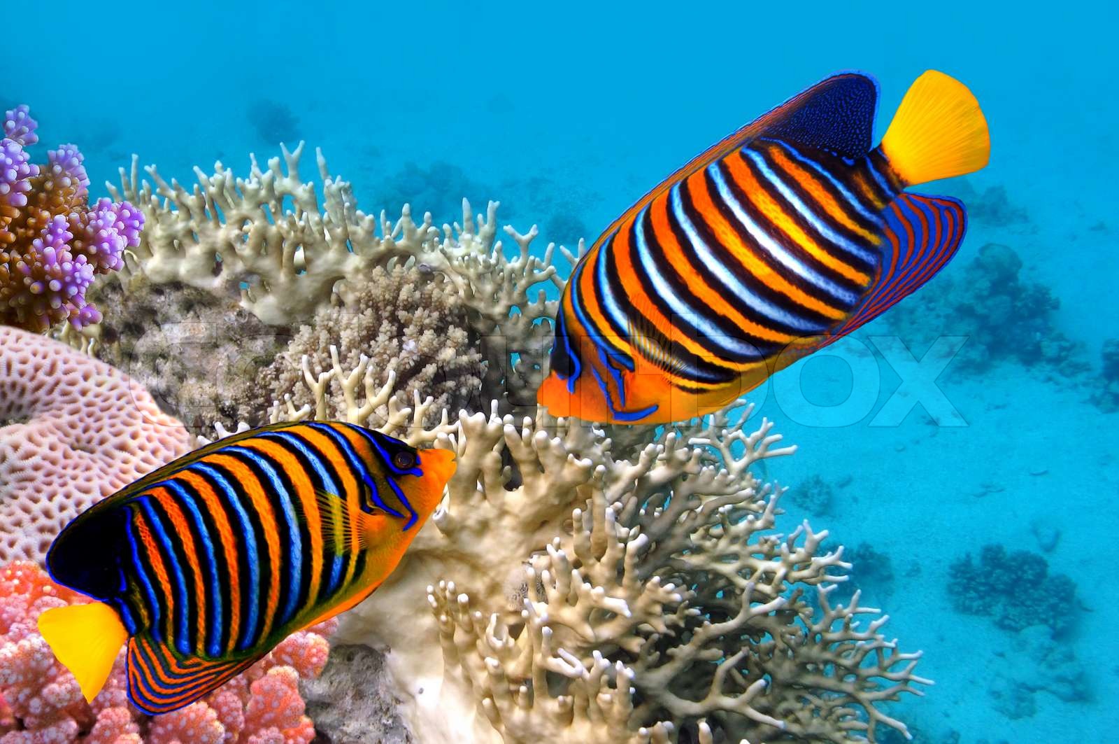 Regal Angelfish in the Red Sea, Egypt. | Stock image | Colourbox
