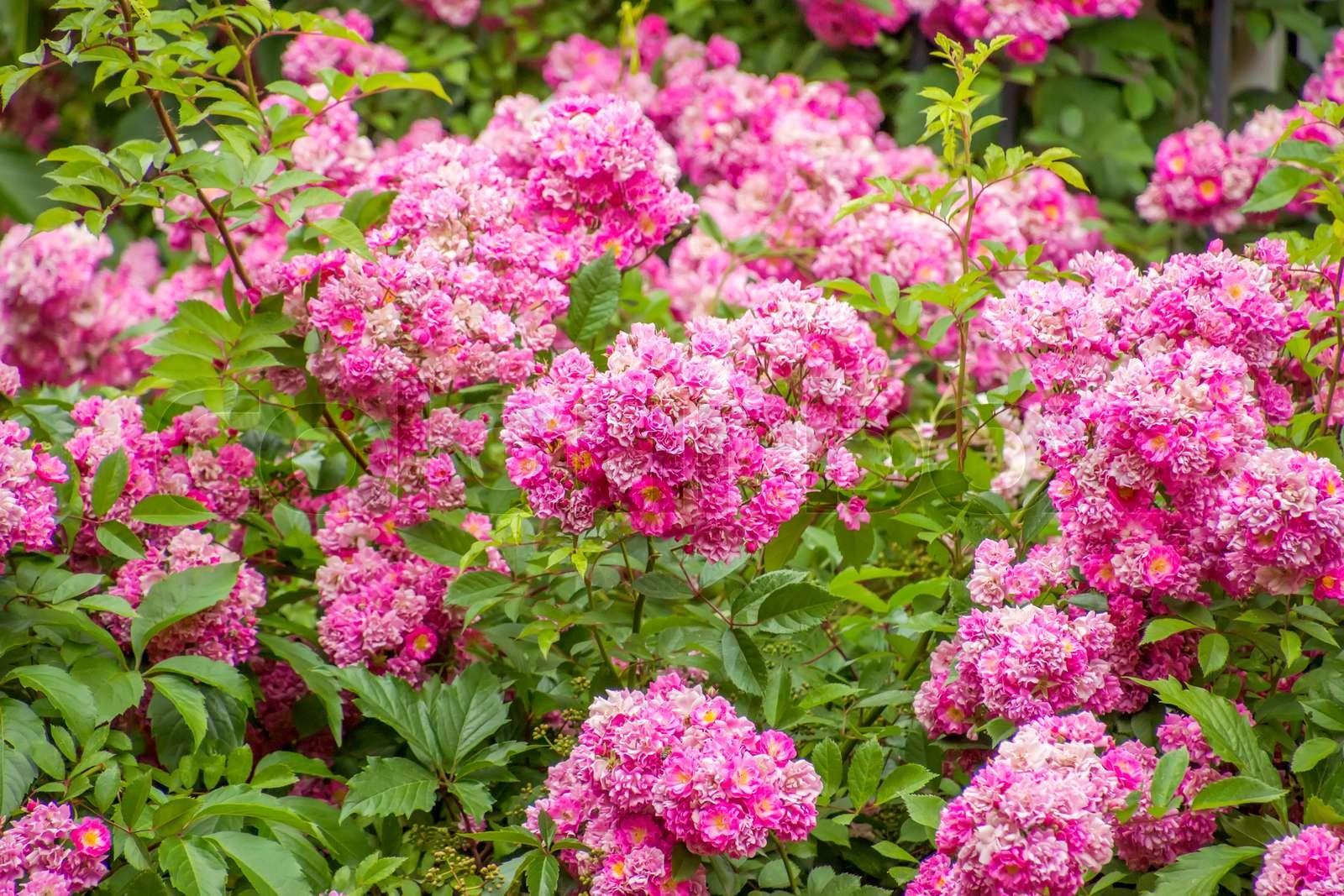 Bush of roses | Stock image | Colourbox