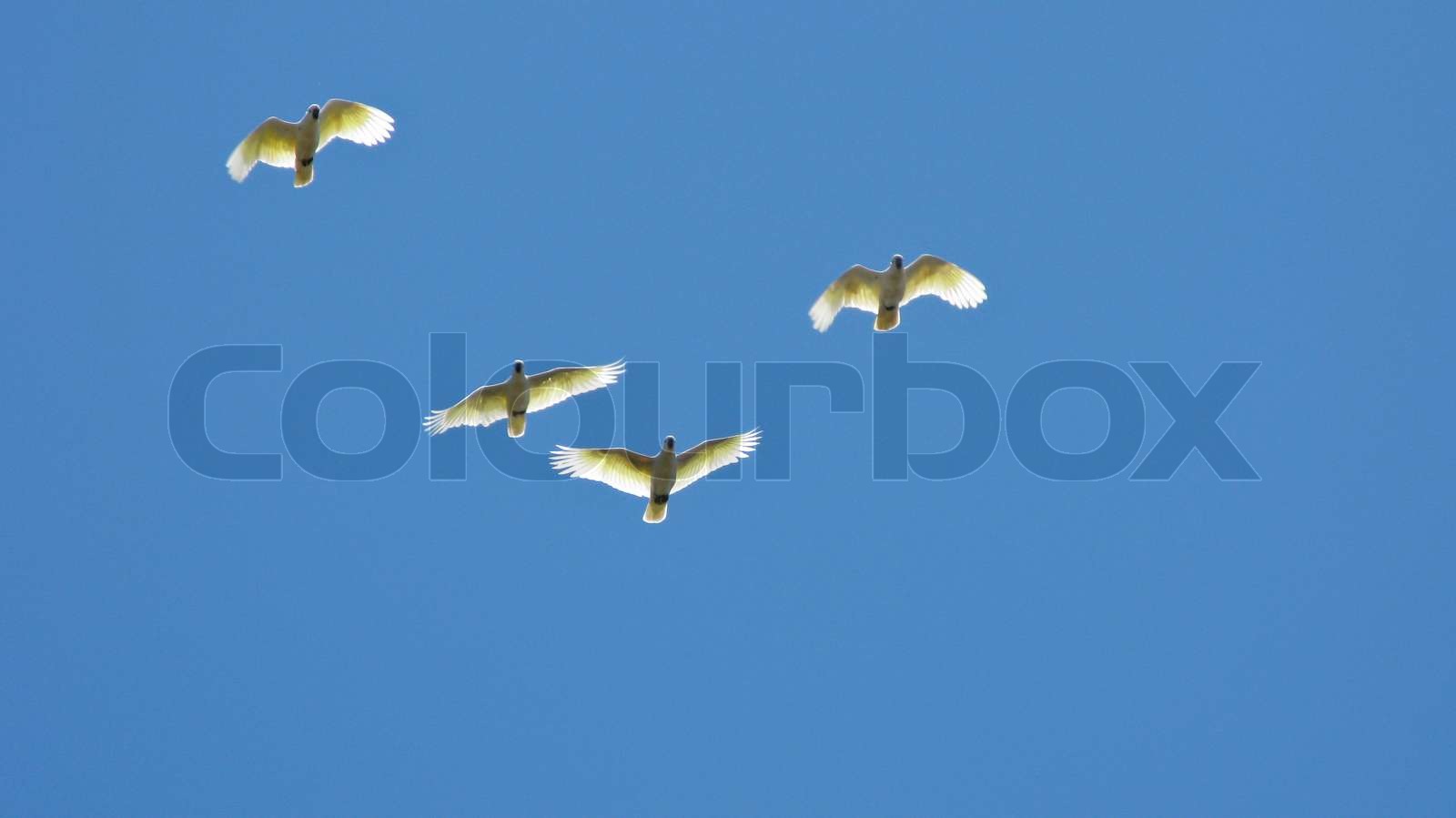 white cockatoos flying in a blue sky with sun in backlight | Stock ...