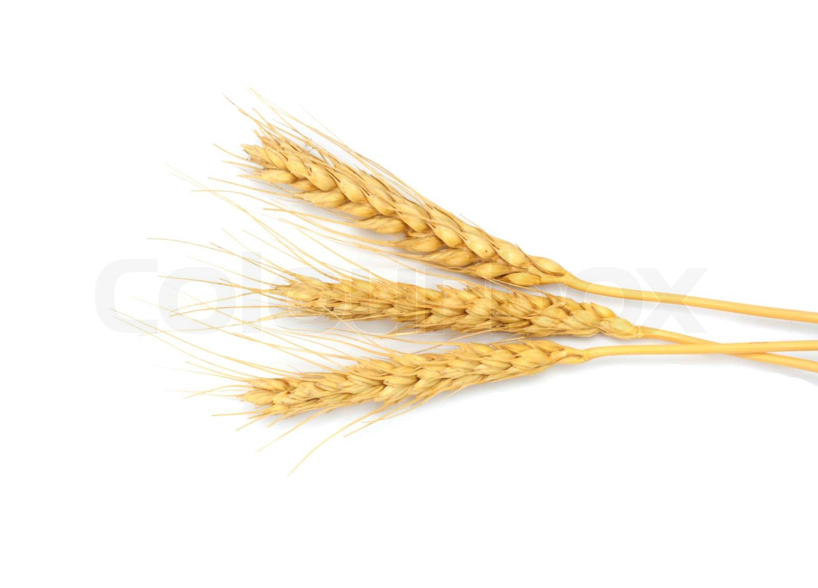 Garbe von getrockneten Ähren isoliert auf weiß | Stock Bild | Colourbox