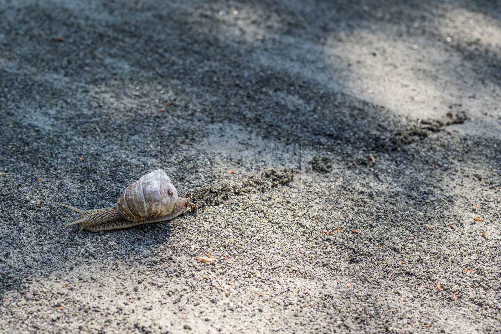 Lonely snail leaving a track | Stock image | Colourbox