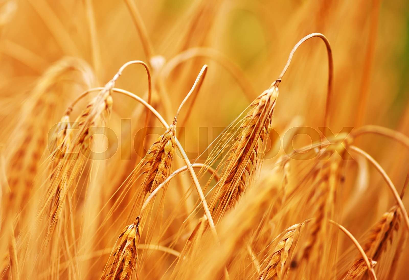 wheat | Stock image | Colourbox