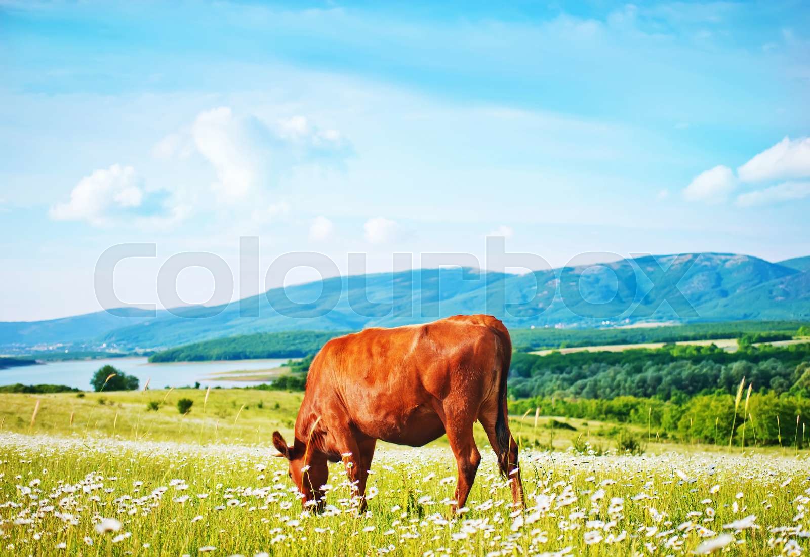 caws in field | Stock image | Colourbox