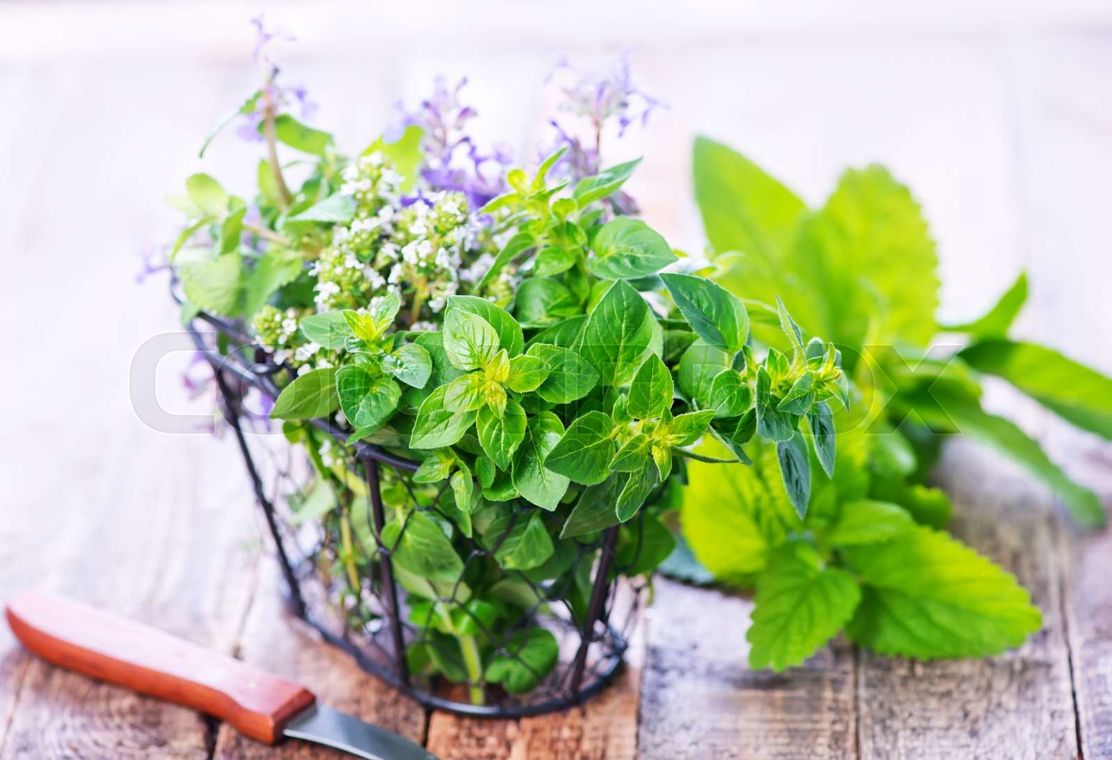aroma herb | Stock image | Colourbox
