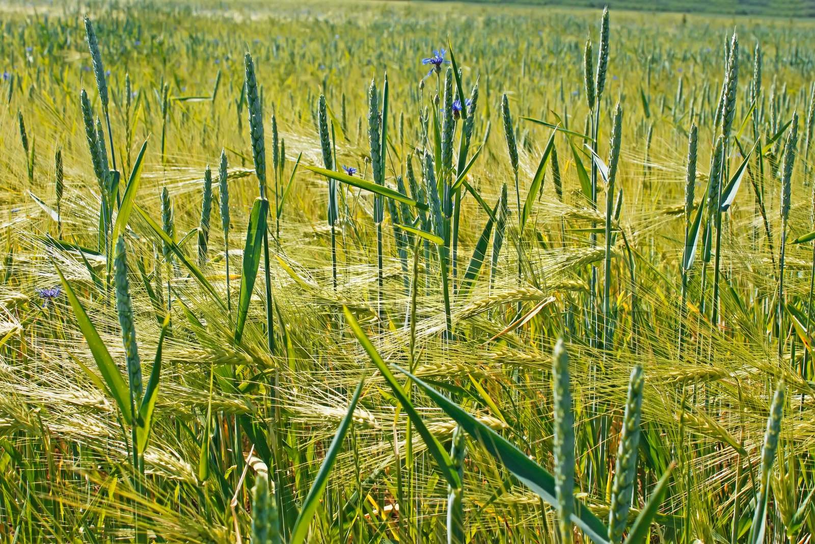 Pflanzen von Weizen über Gerstenfeld während der Blüte | Stock Bild ...