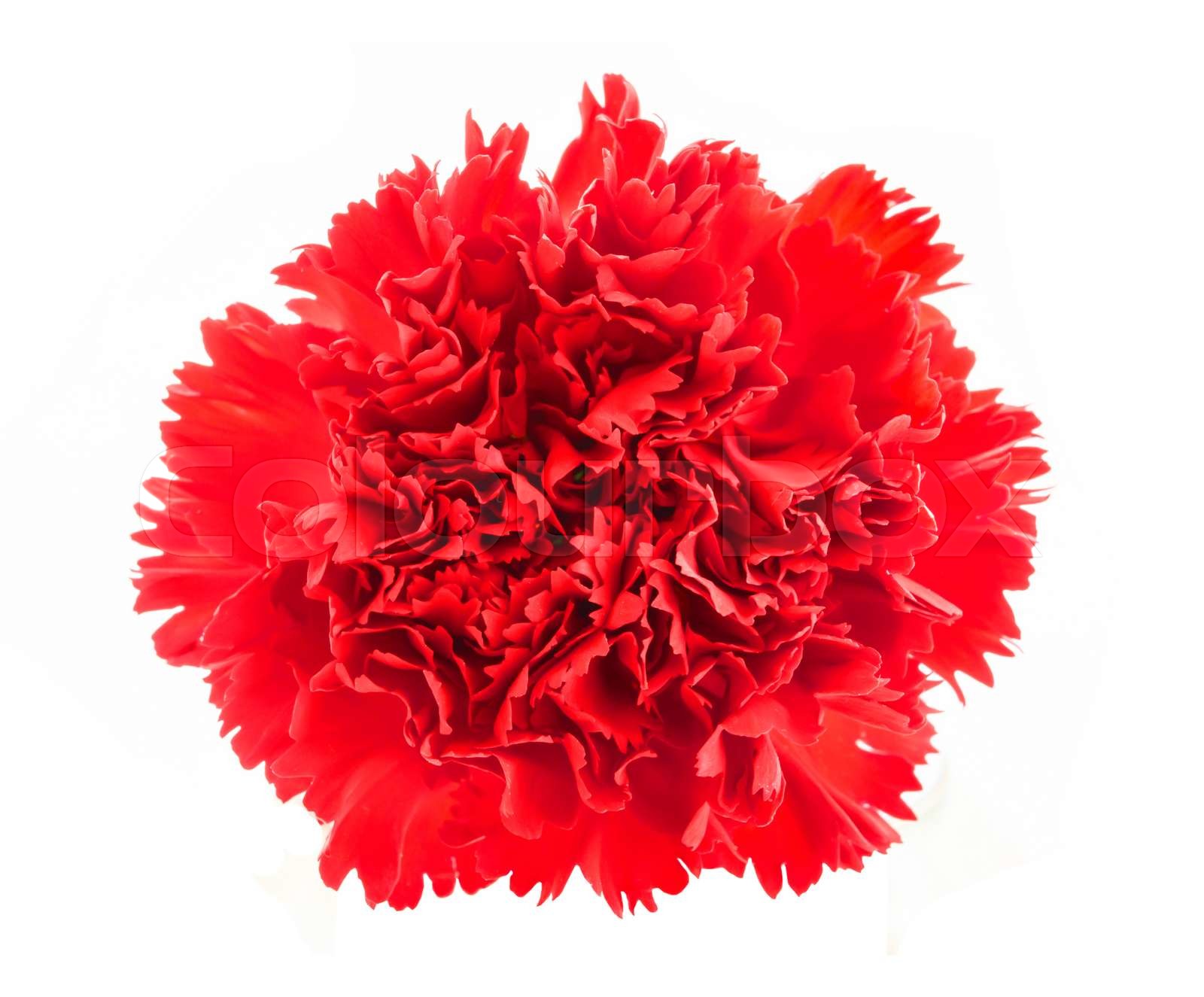 Red carnation flower. | Stock image | Colourbox