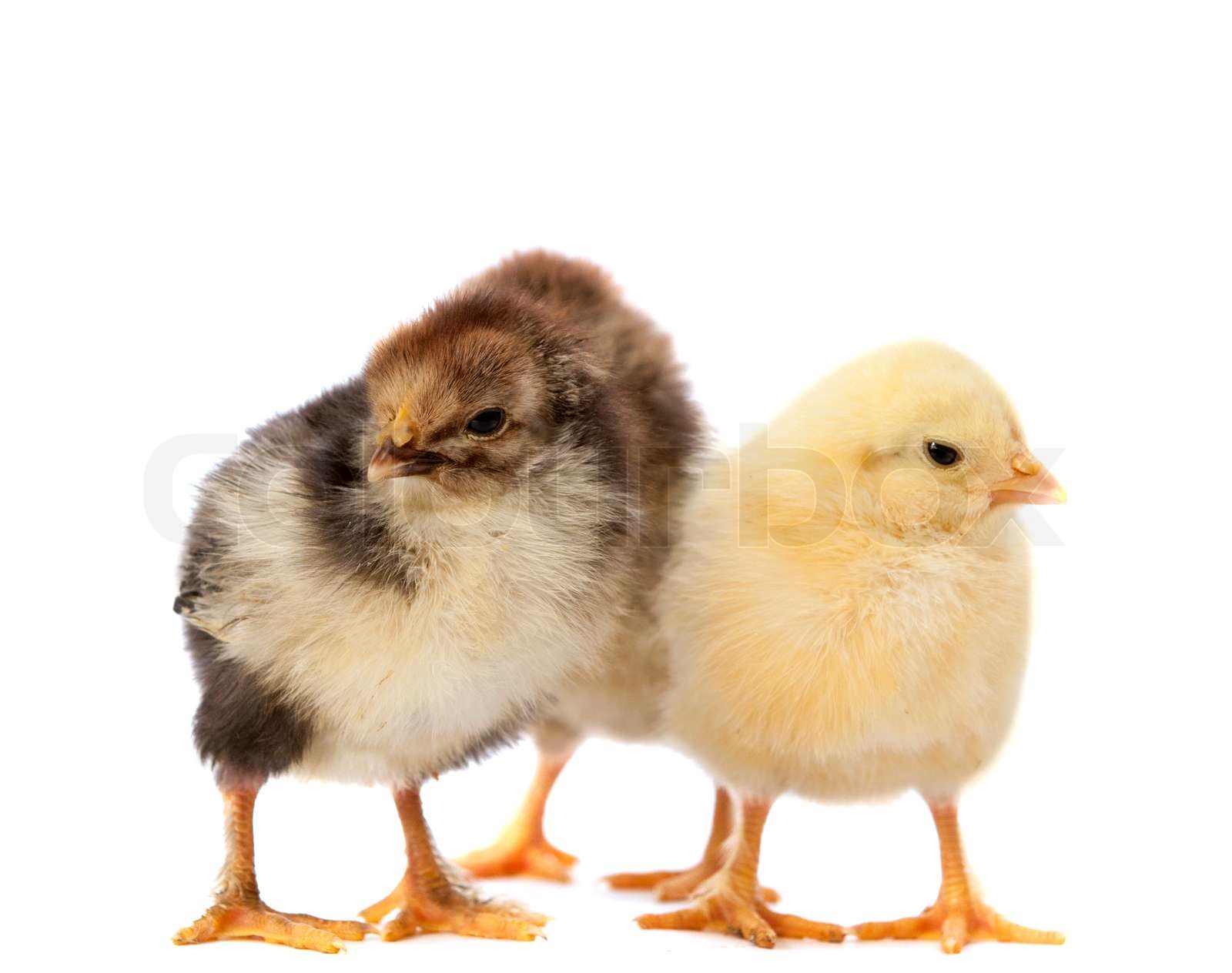 Huhn auf einem weißen Hintergrund | Stock Bild | Colourbox