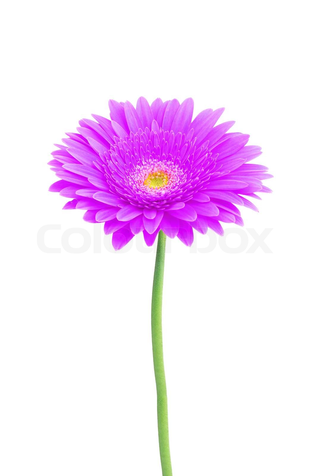 Purple Gerbera Daisy Flowers