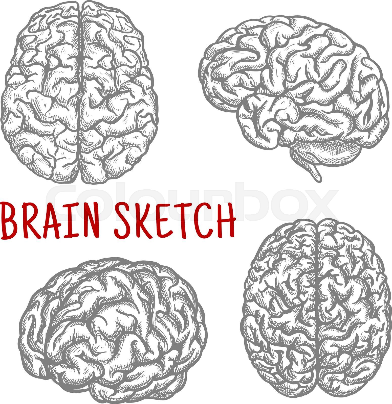 Human brain at different angles engraving sketches | Stock vector ...
