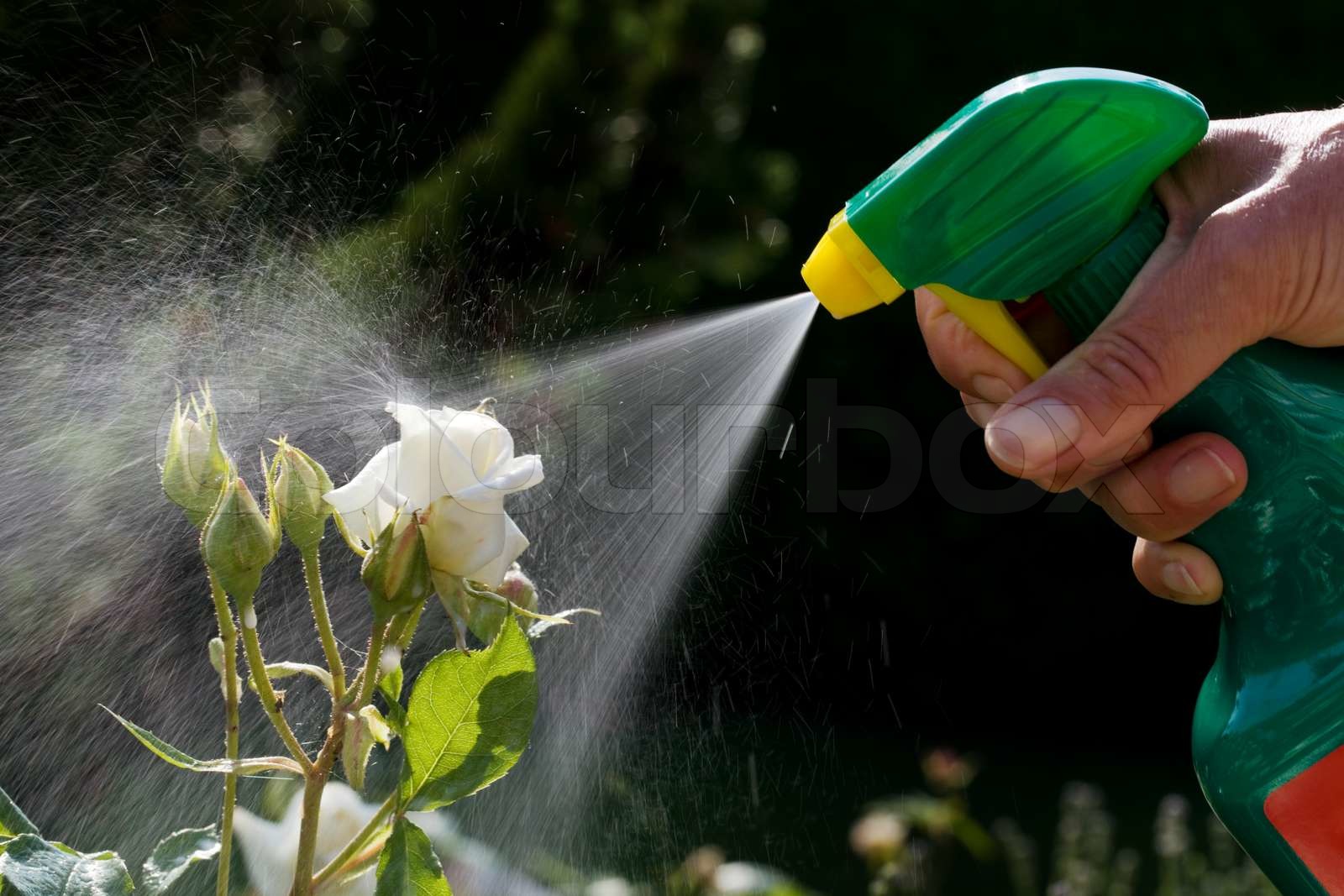 Roses in a garden are sprayed with a pesticide. | Stock image | Colourbox