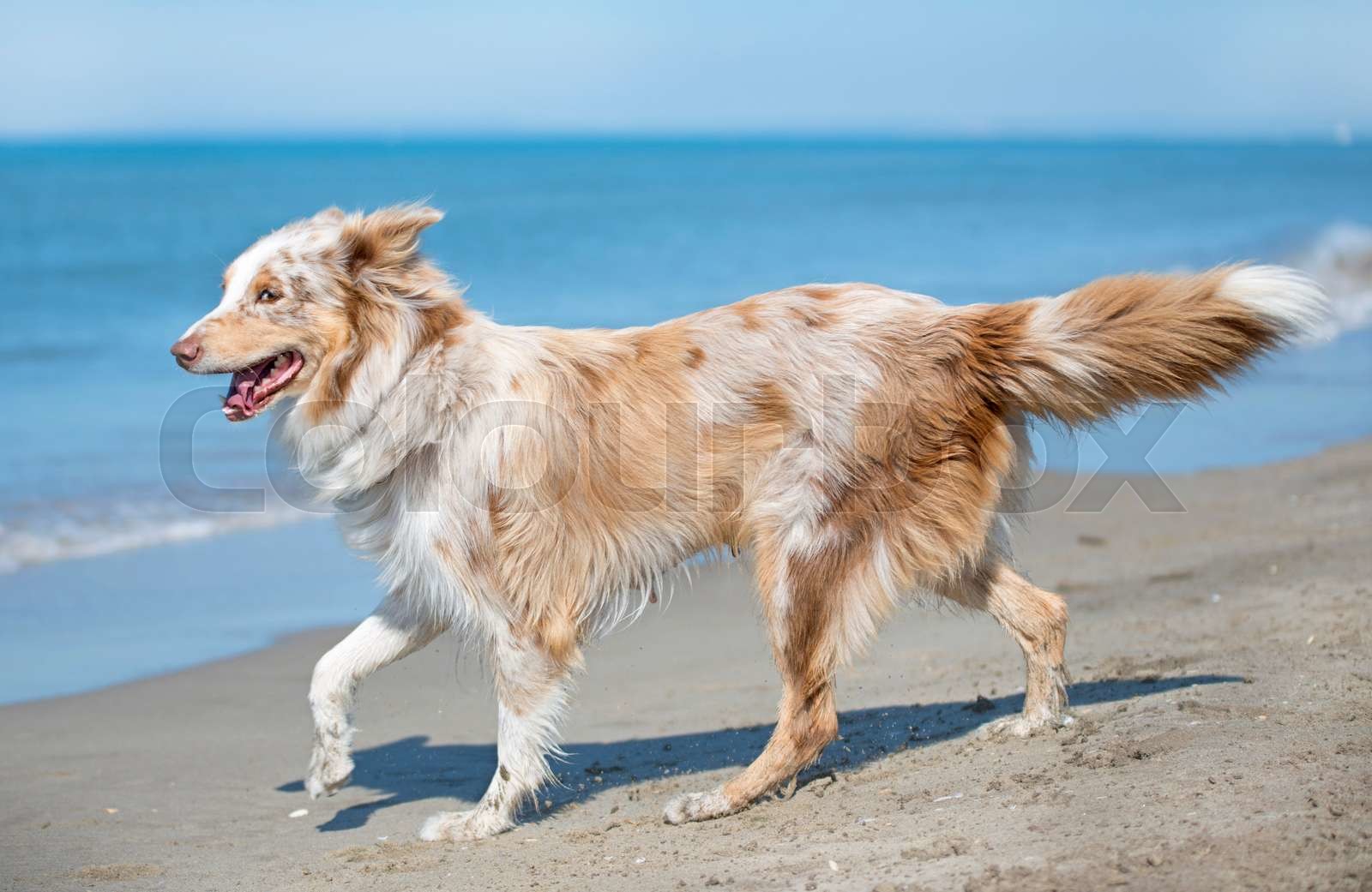 australian shepherd on the beach | Stock image | Colourbox