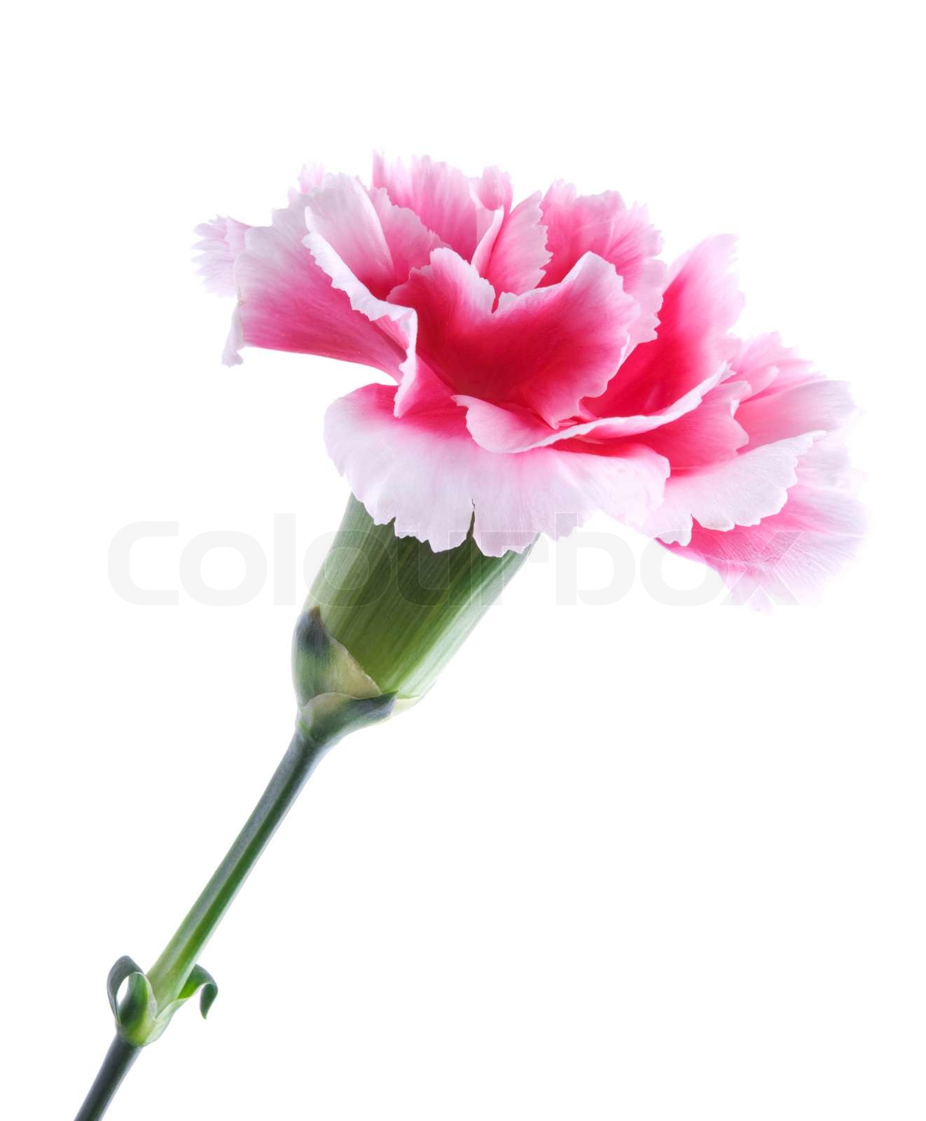 Schöne rosa Nelke auf weißem Hintergrund | Stock Bild | Colourbox