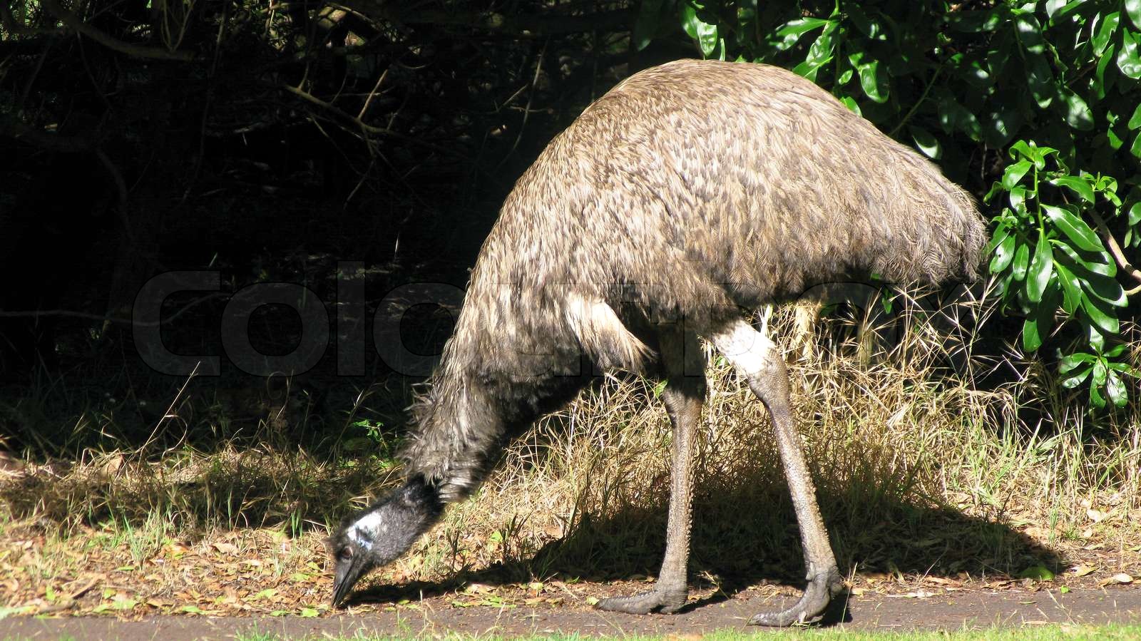 Emu | Stock image | Colourbox
