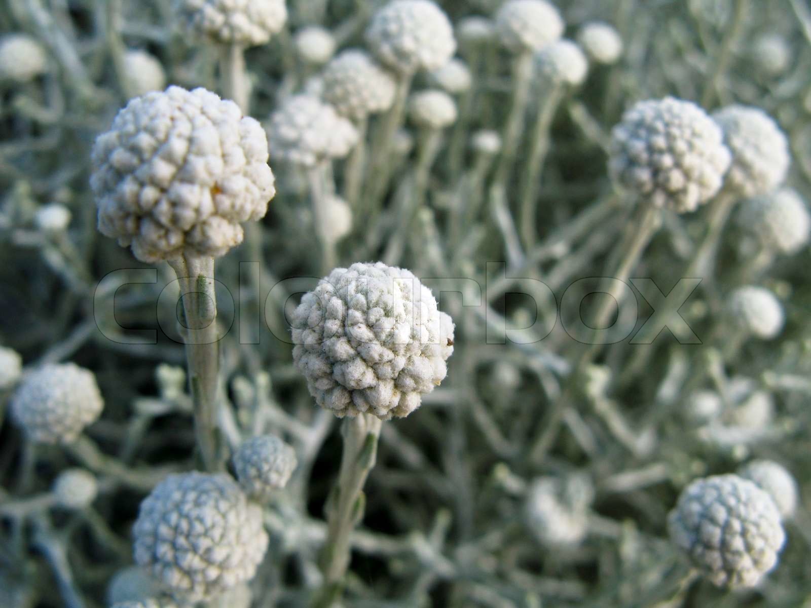 Pycnosorus | Stock image | Colourbox